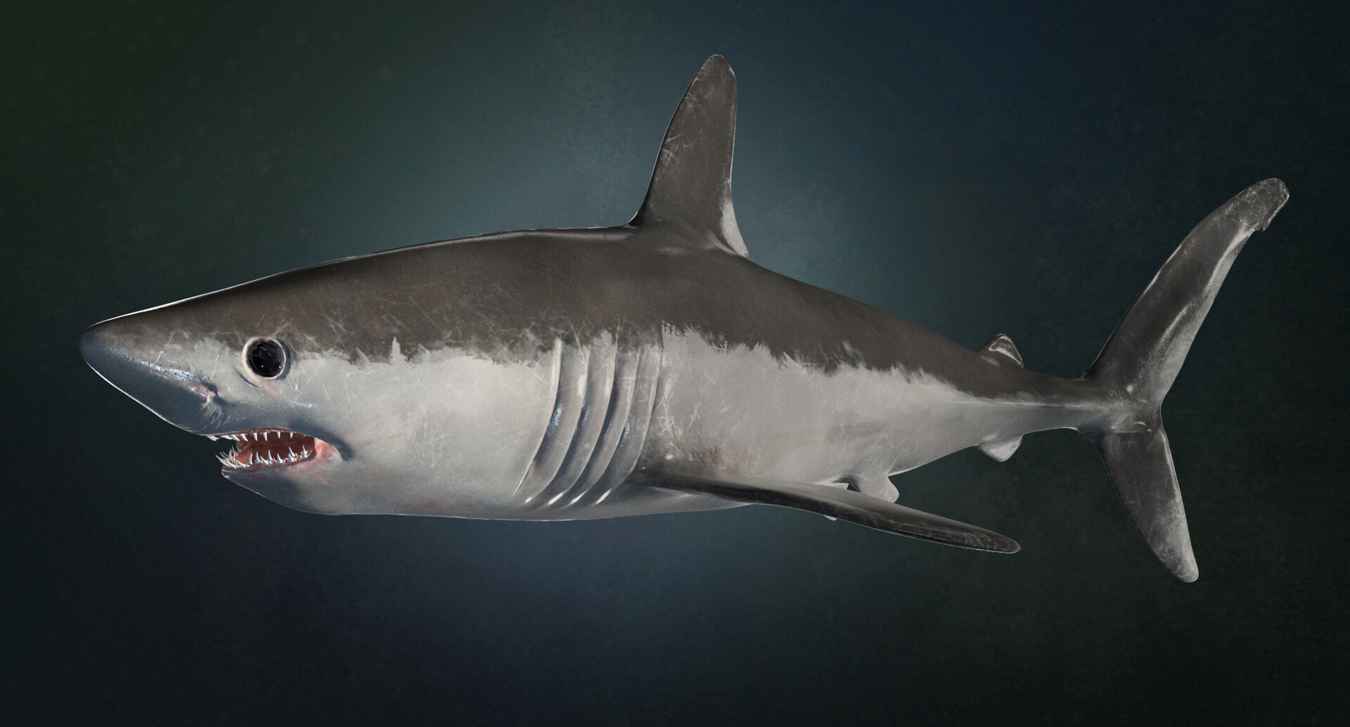 Porbeagle Shark