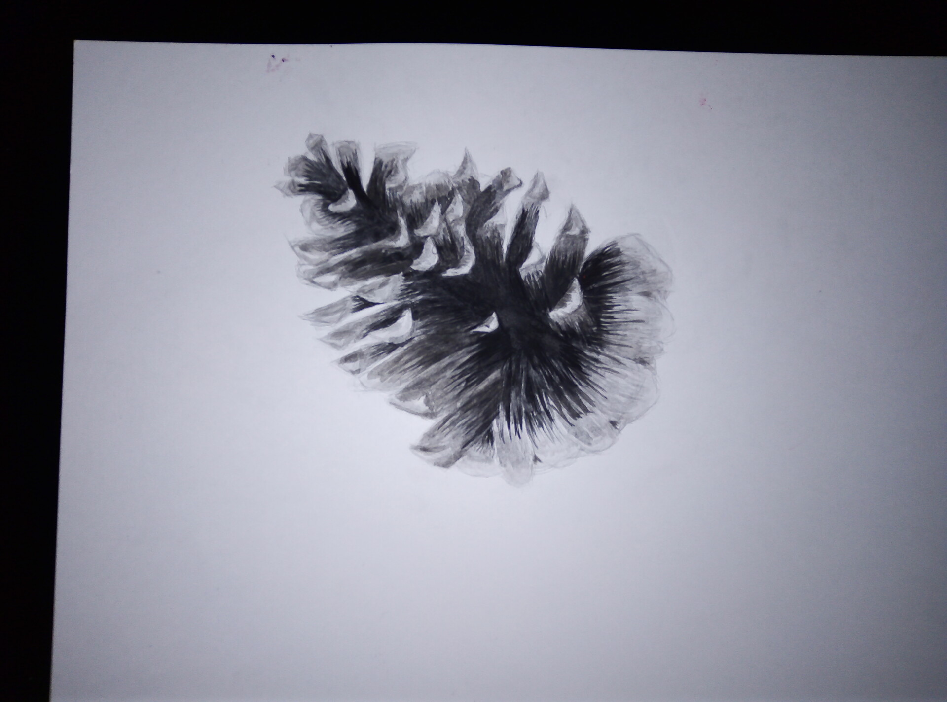 ArtStation - pine cone