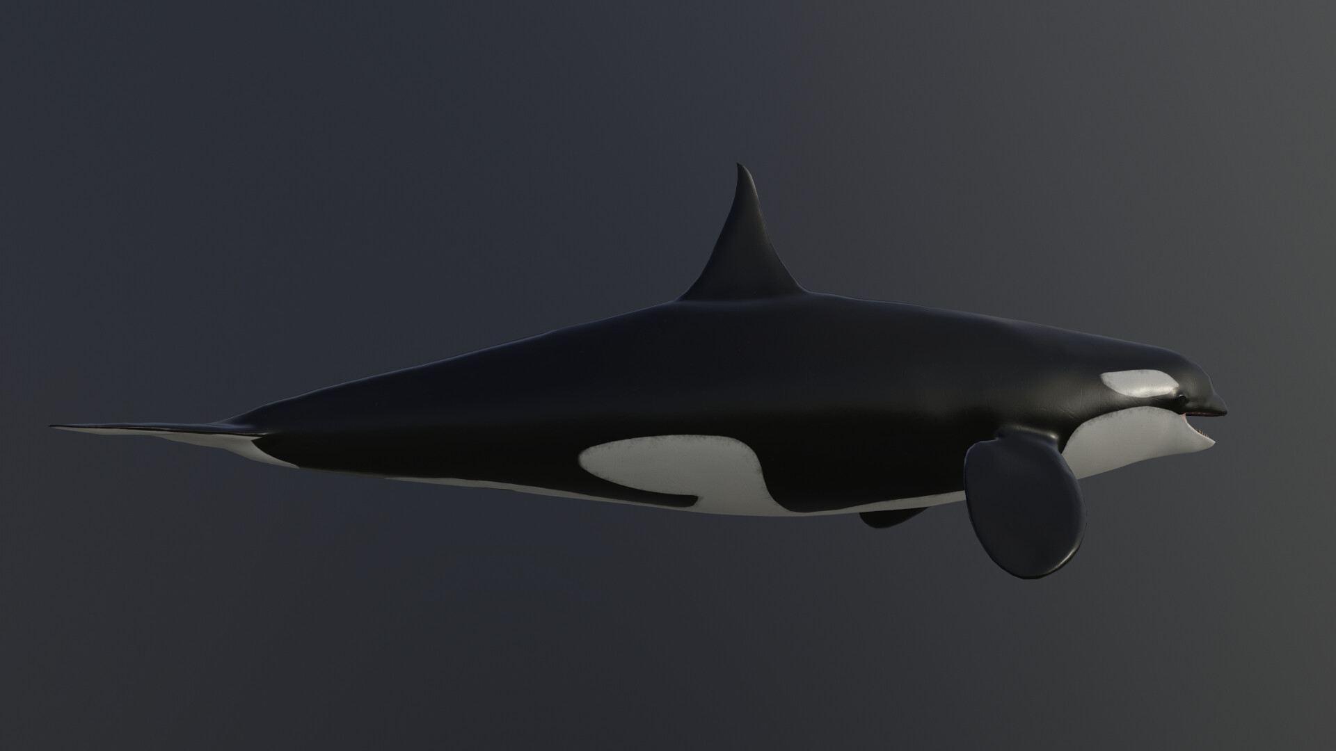 orca sketchfab