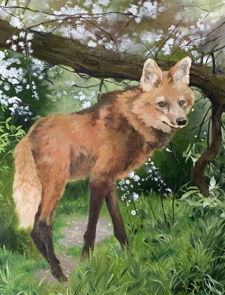ArtStation - Maned wolf