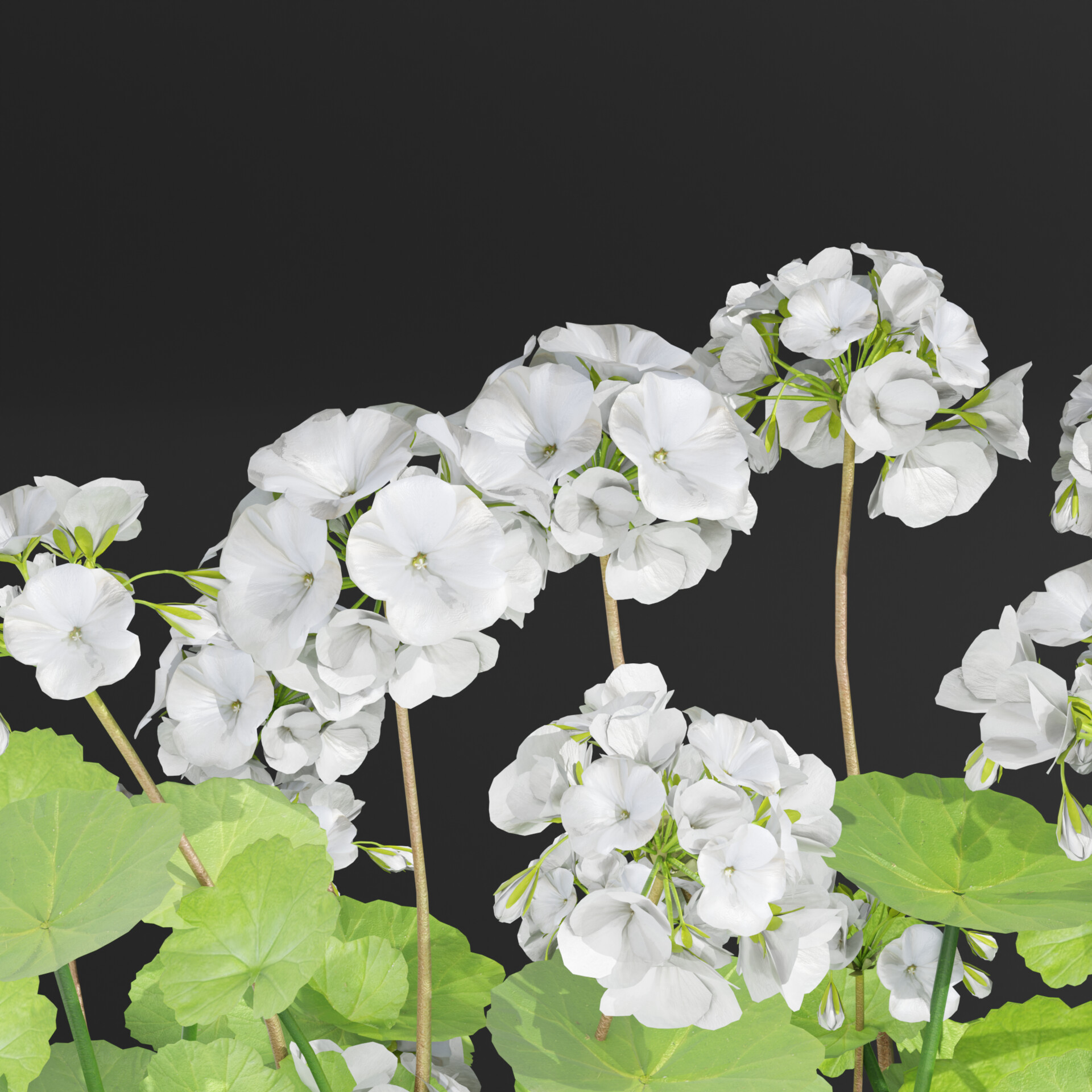 ArtStation - White Geraniums