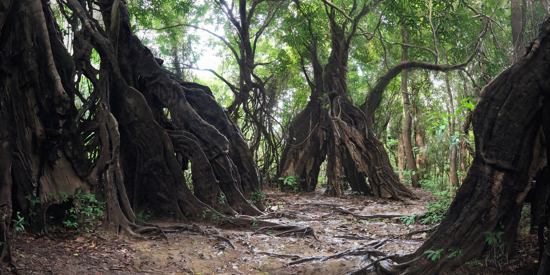 ArtStation - Samauma - Queen of the forest