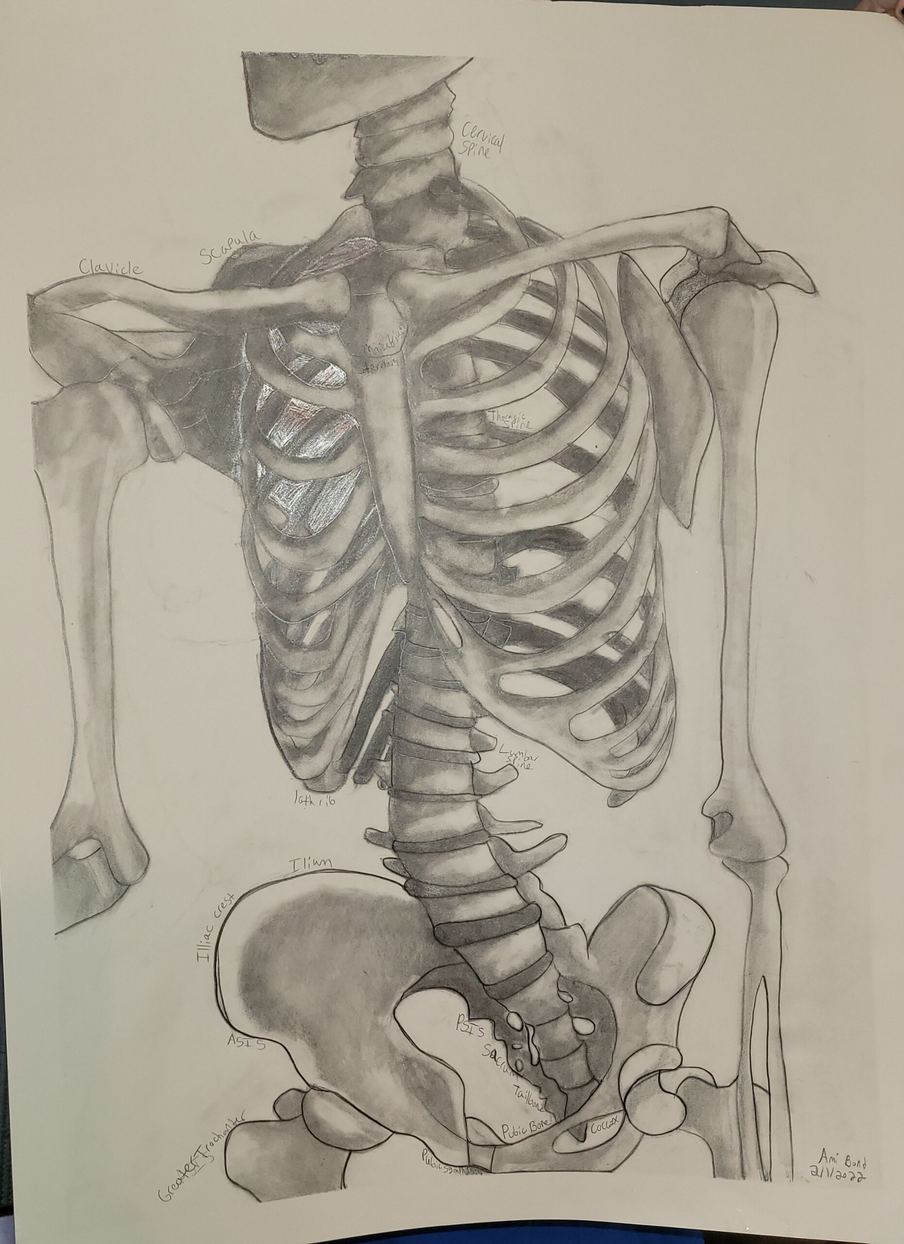 ArtStation - Anatomical Skeleton