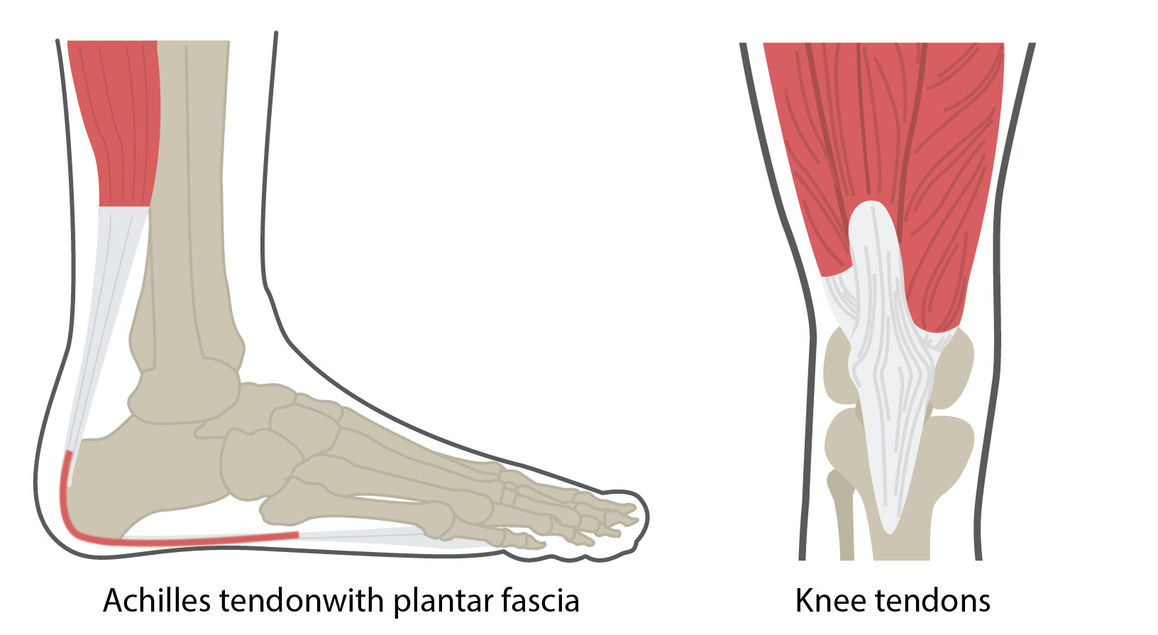 ArtStation - Leg muscles and tendons visuals made for Medmastery