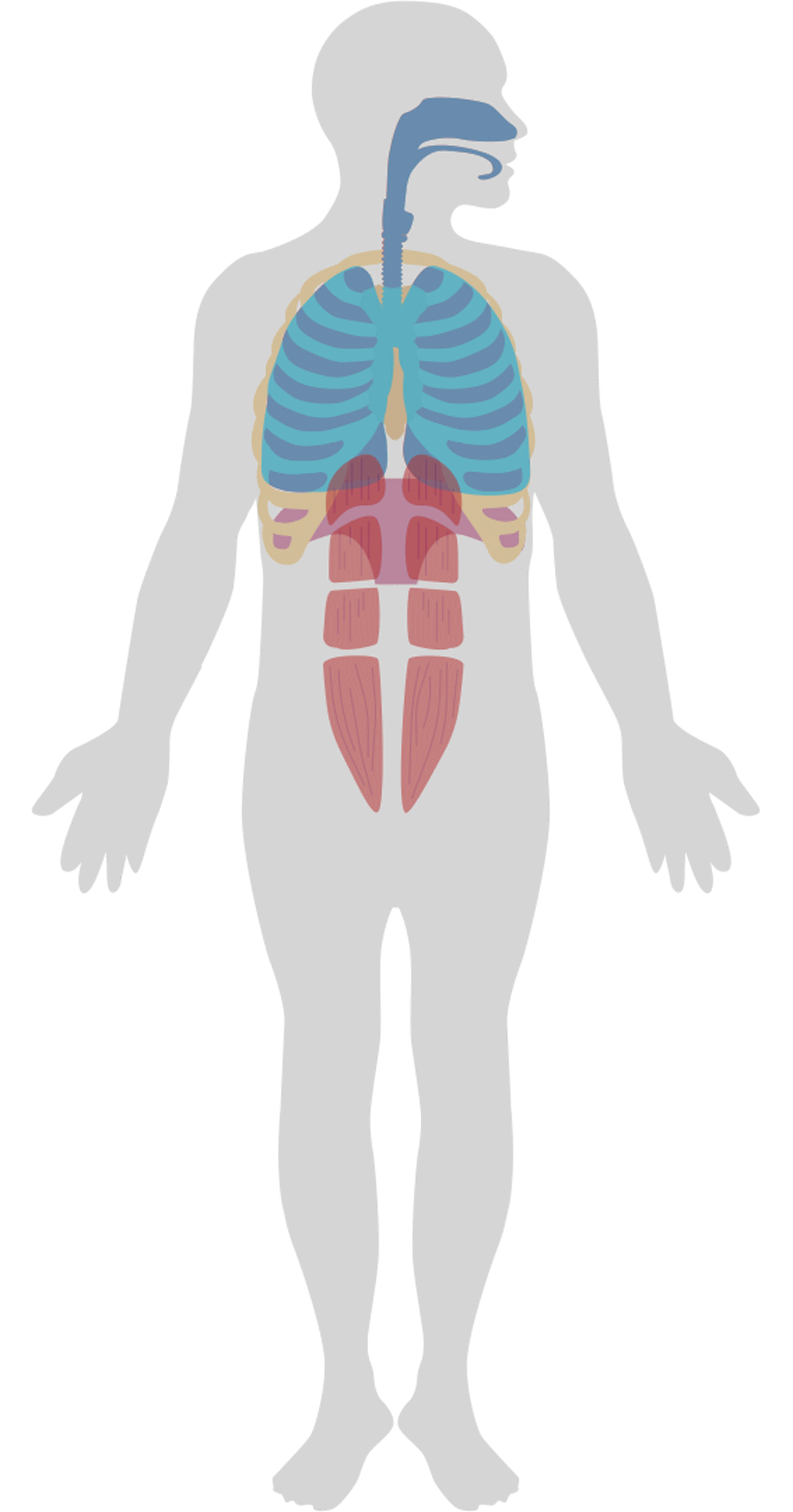 inhalation animation