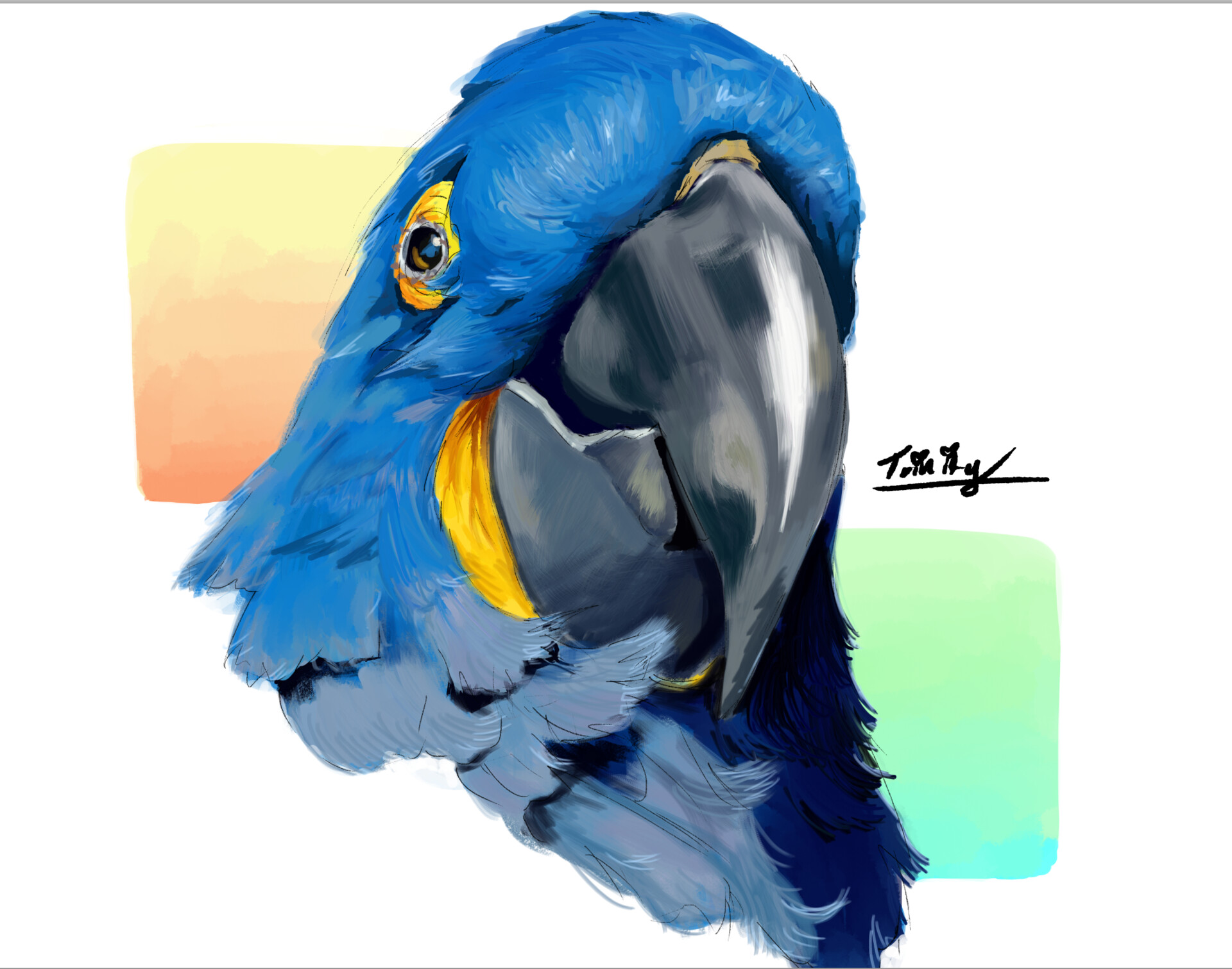 ArtStation - NEW COLOR STUDY (parrots) Credit: AlobJy (Not my original artwork I used references)