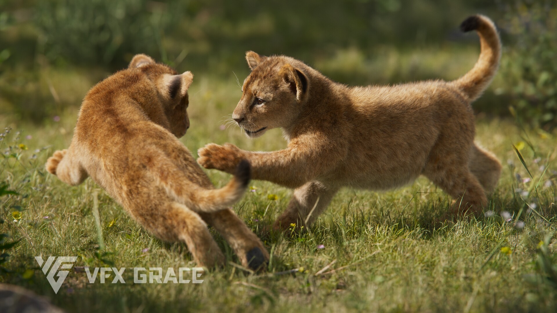 VFX models - Lion Cub Animated
