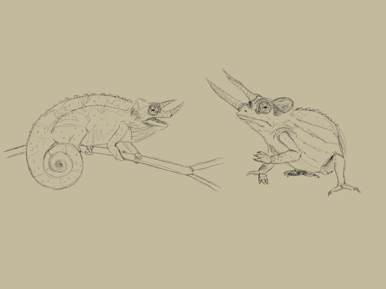 Cameron Gerovac - Jackson Chameleon