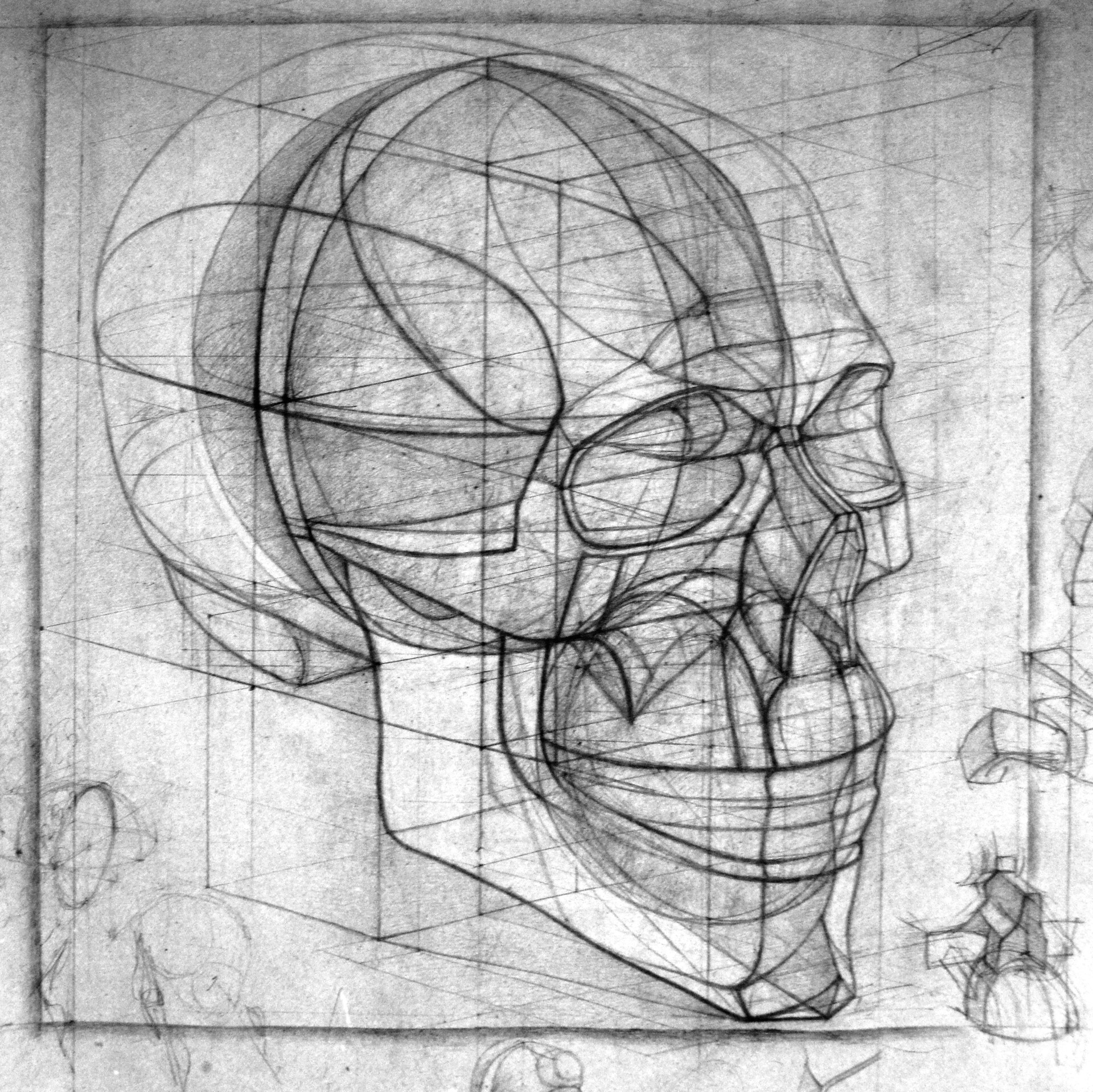 ArtStation - Skull study
