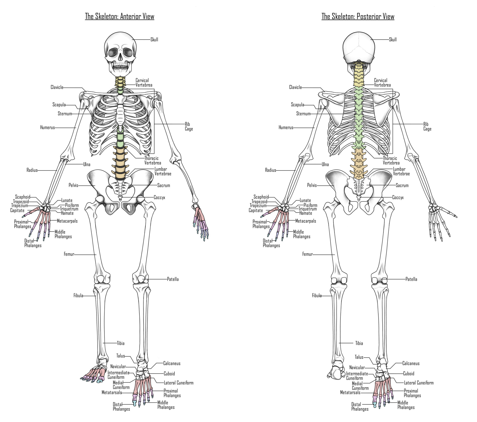 ArtStation - The Skeleton