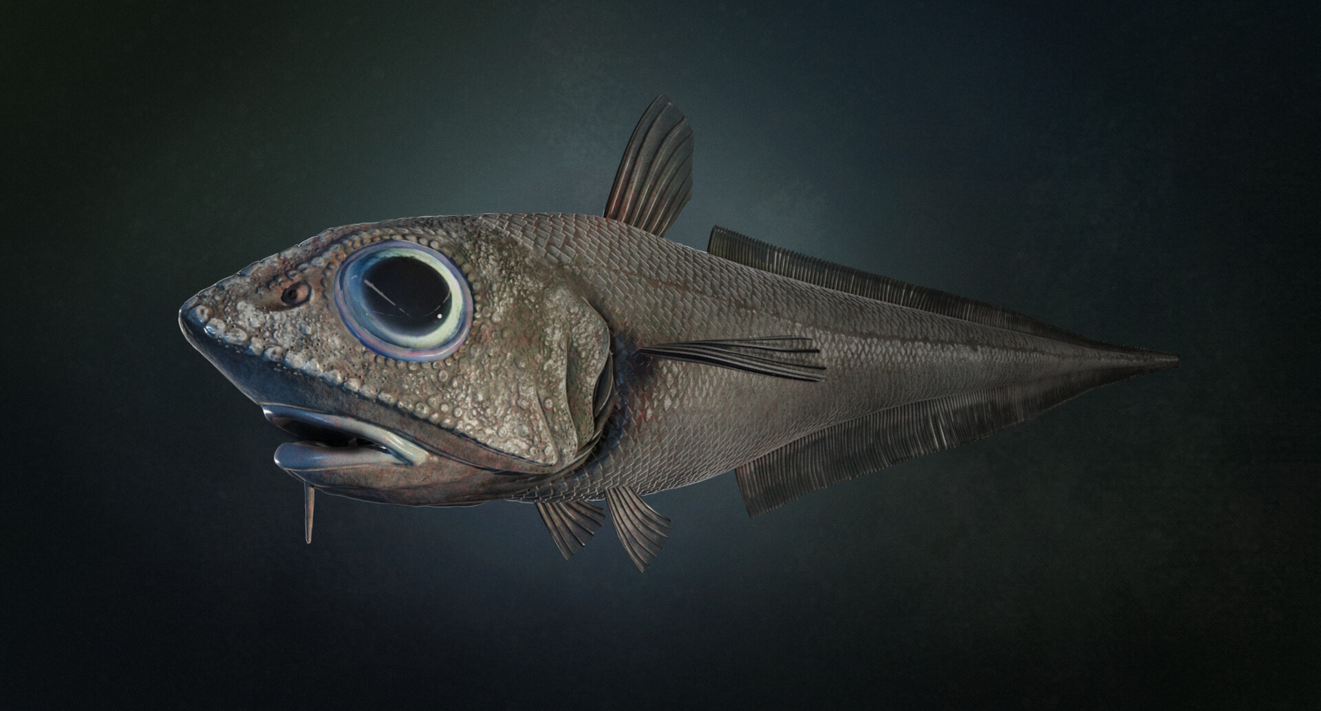 What Are Grenadier Fish