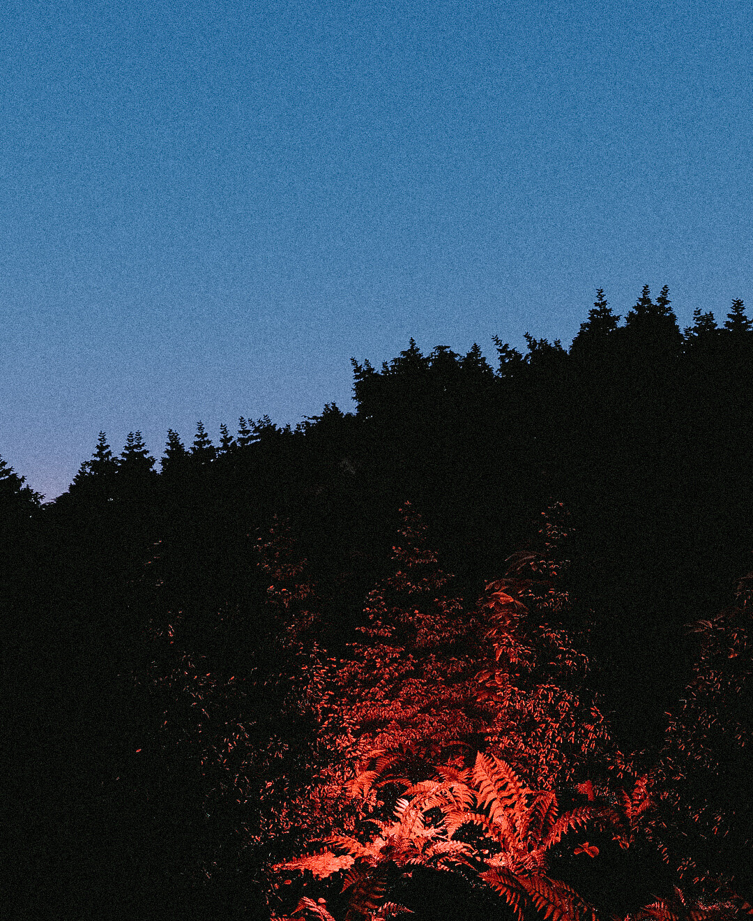 ArtStation - Red Forest