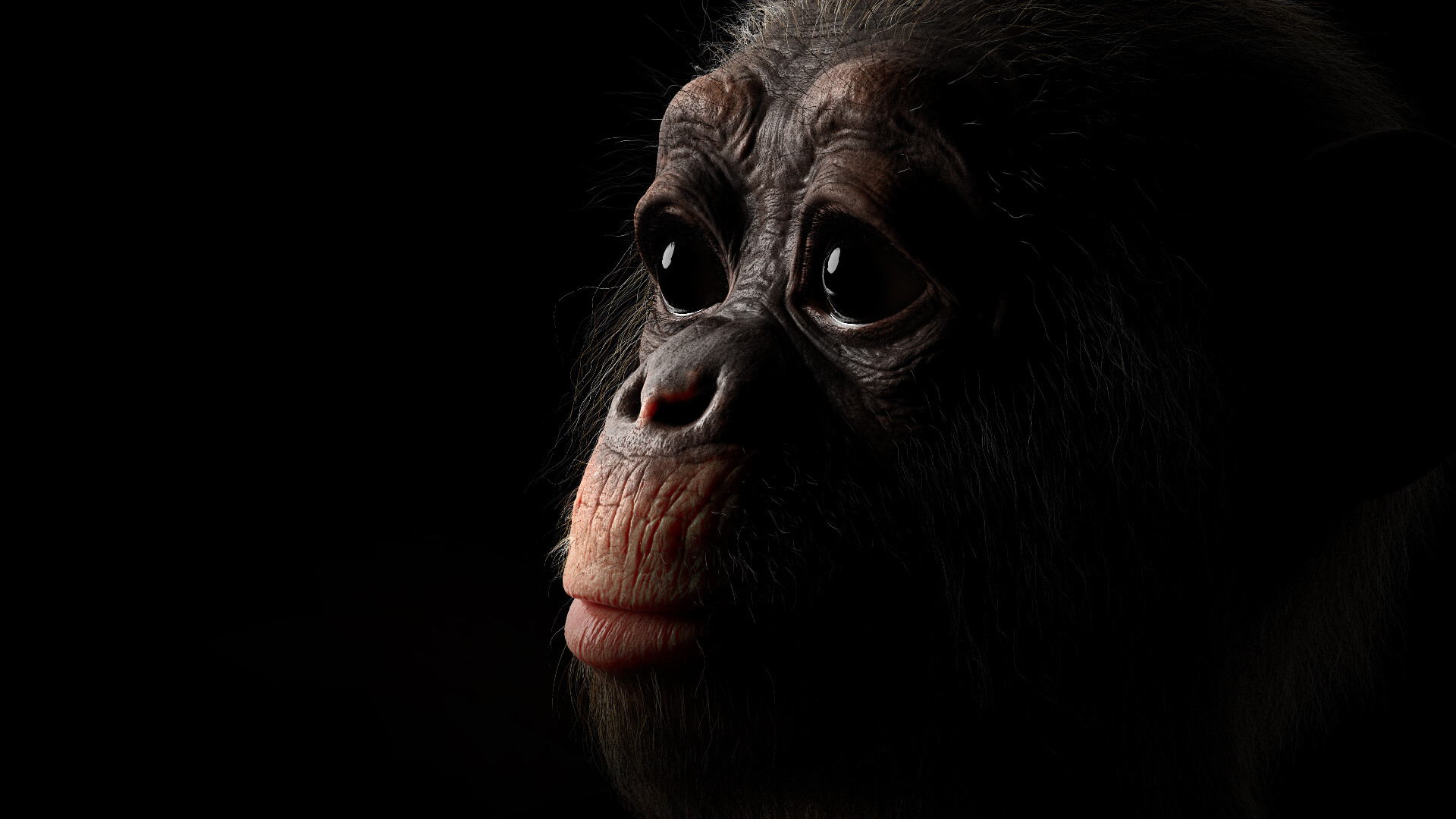 ArtStation - monkey chimpanzee