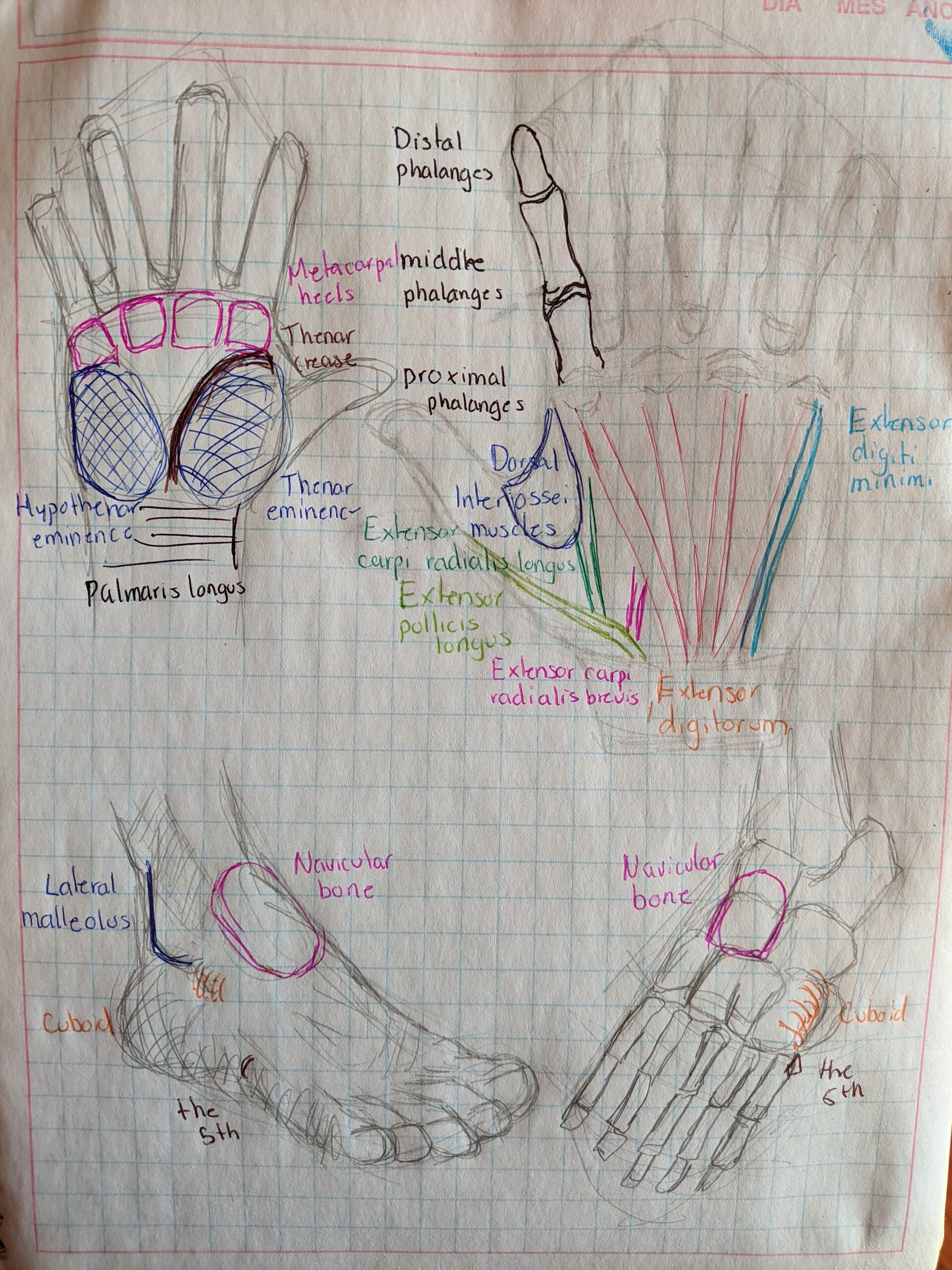 ArtStation - 06 Anatomy Study: Hands & Feets