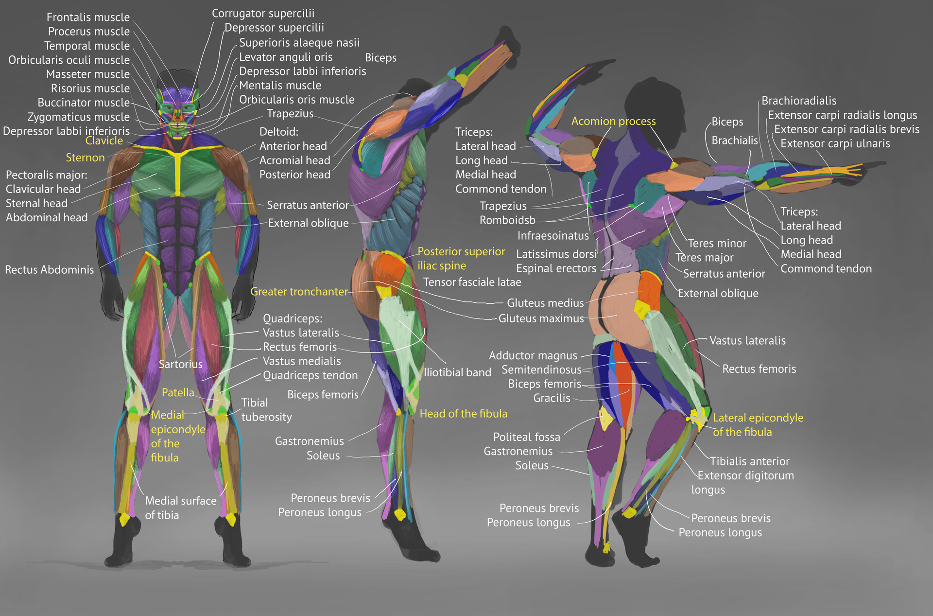 ArtStation - Anatomy studies