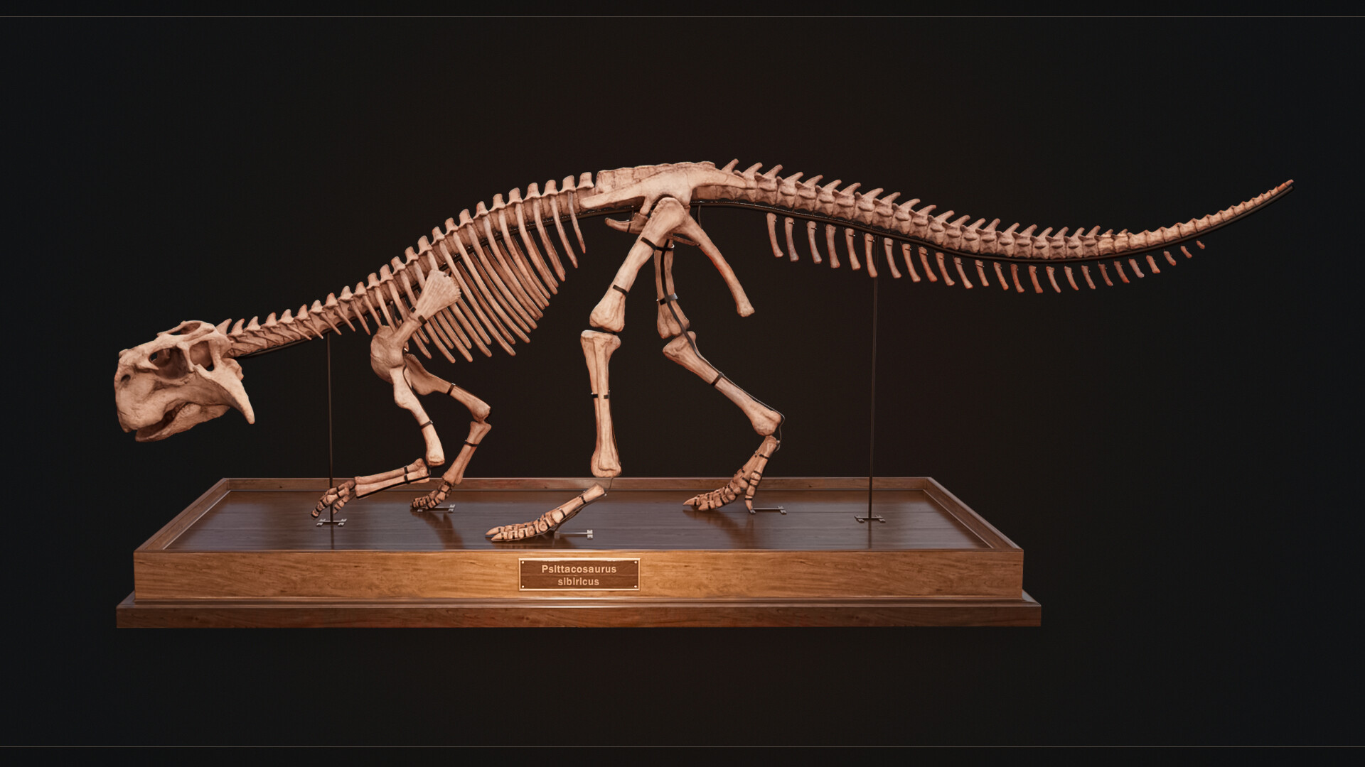 psittacosaurus full skeleton