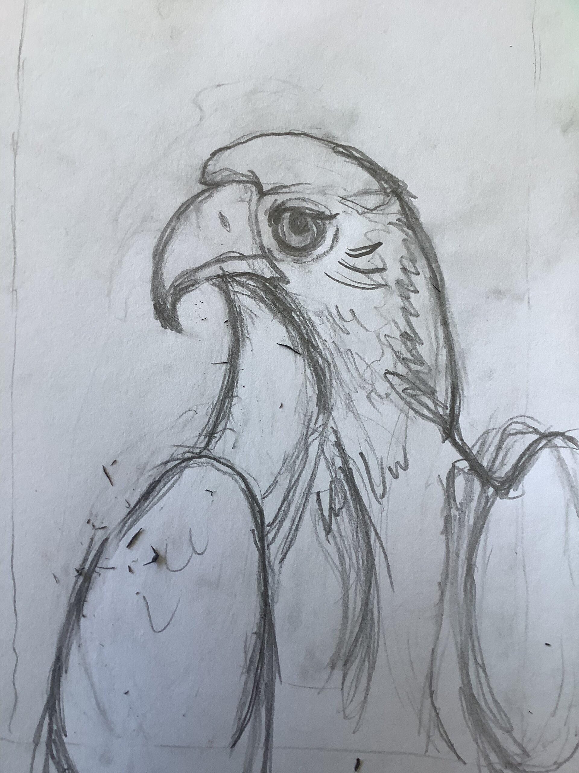 ArtStation - Eagle drawing