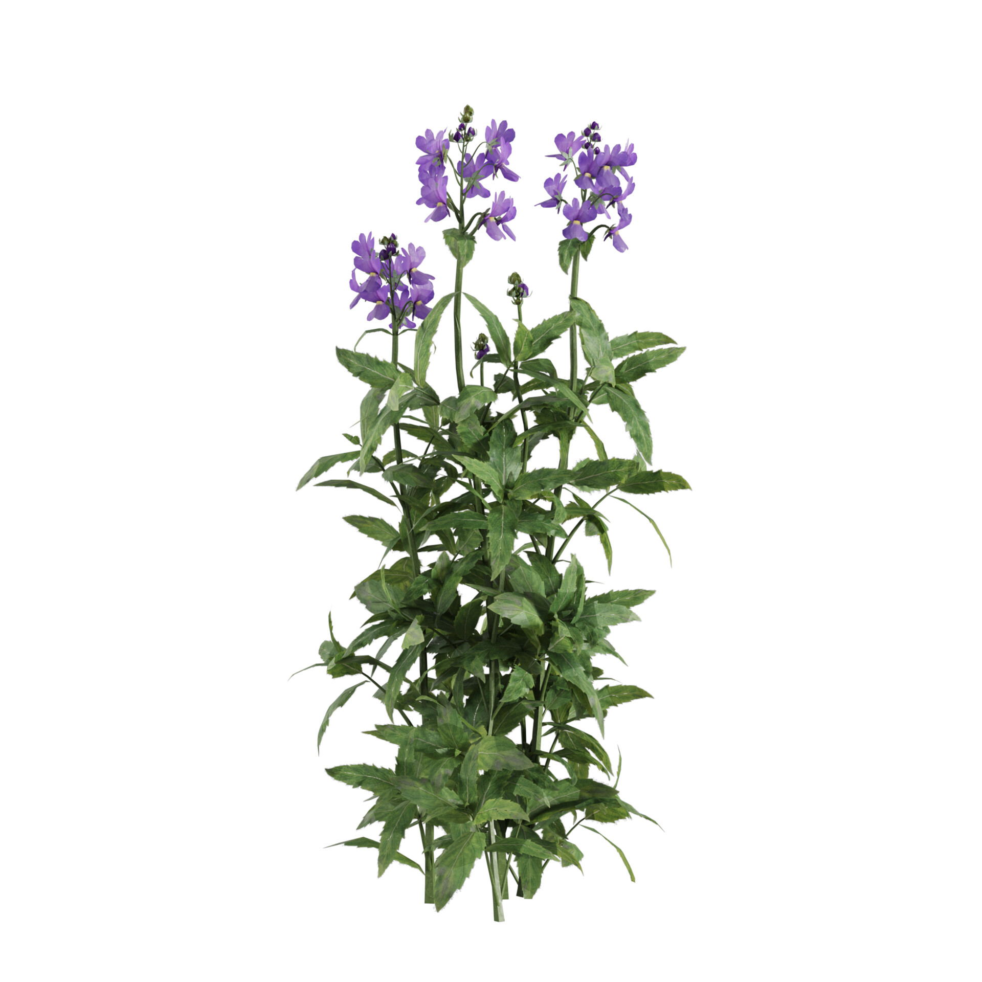 Elham Adib - 5 purple Nemesia flower bush _ Plants set 01