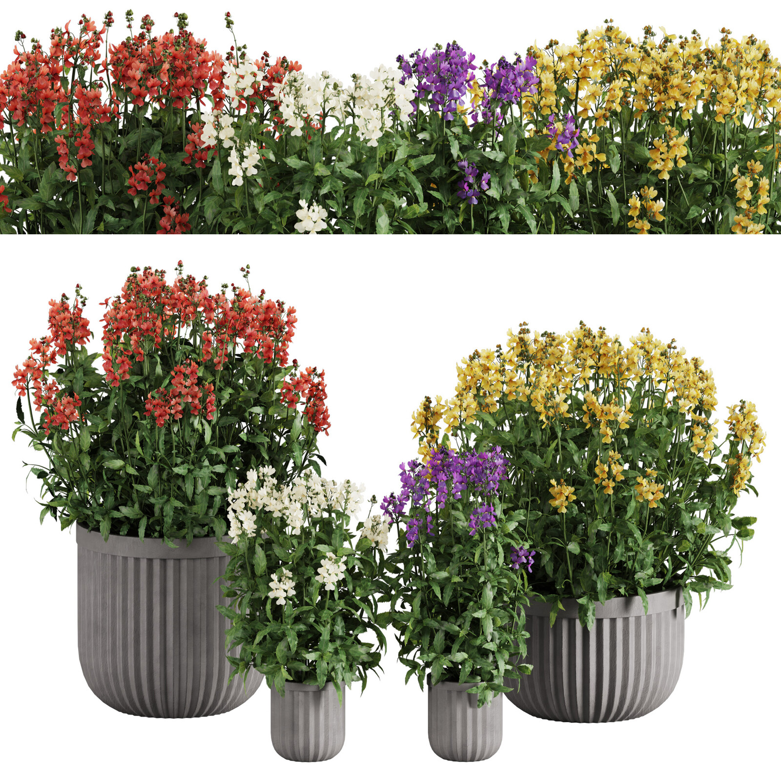 Elham Adib - 4 color Nemesia flower in pot _ Plants set 02
