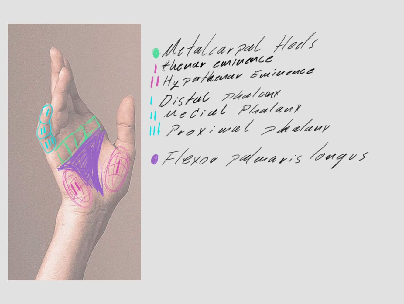 ArtStation - Referencias musculares Manos