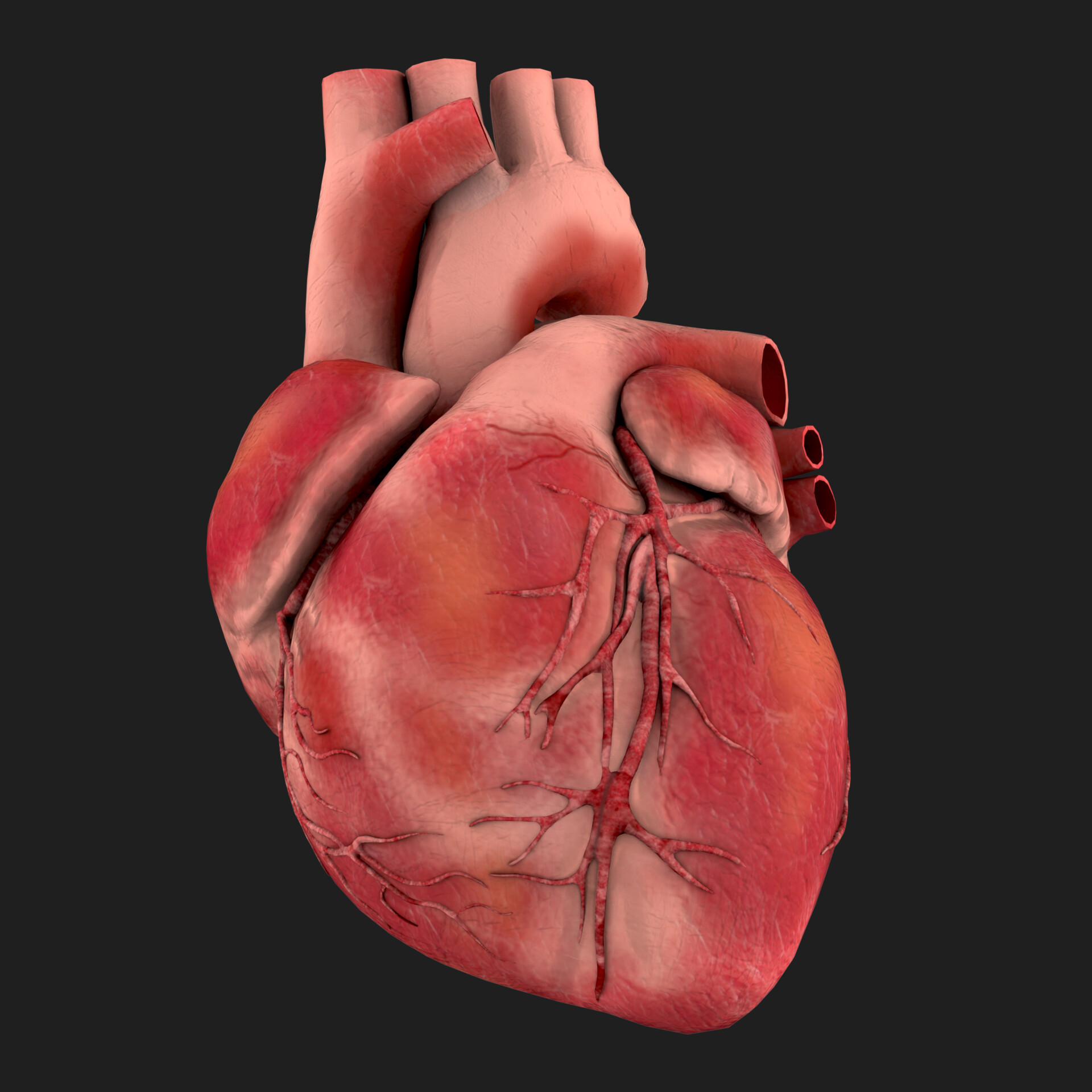 ArtStation - Human Heart