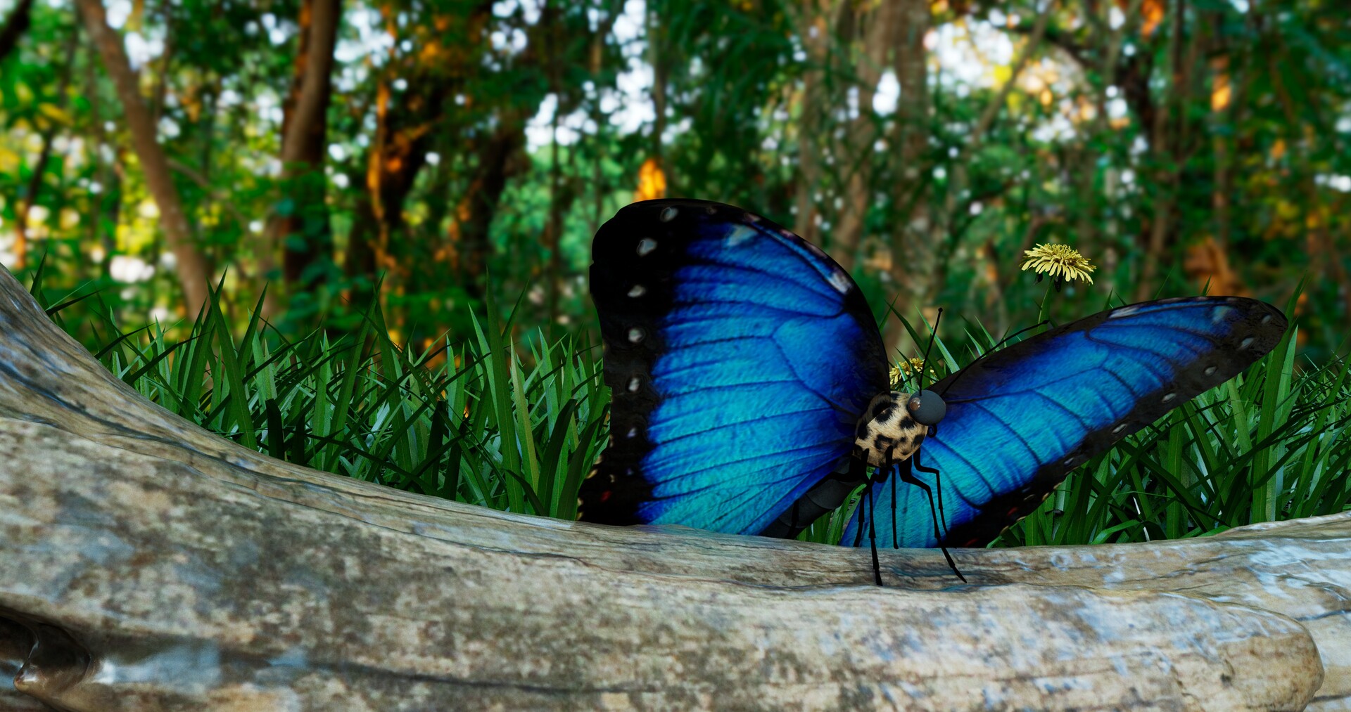 Saravanan M - Butterfly