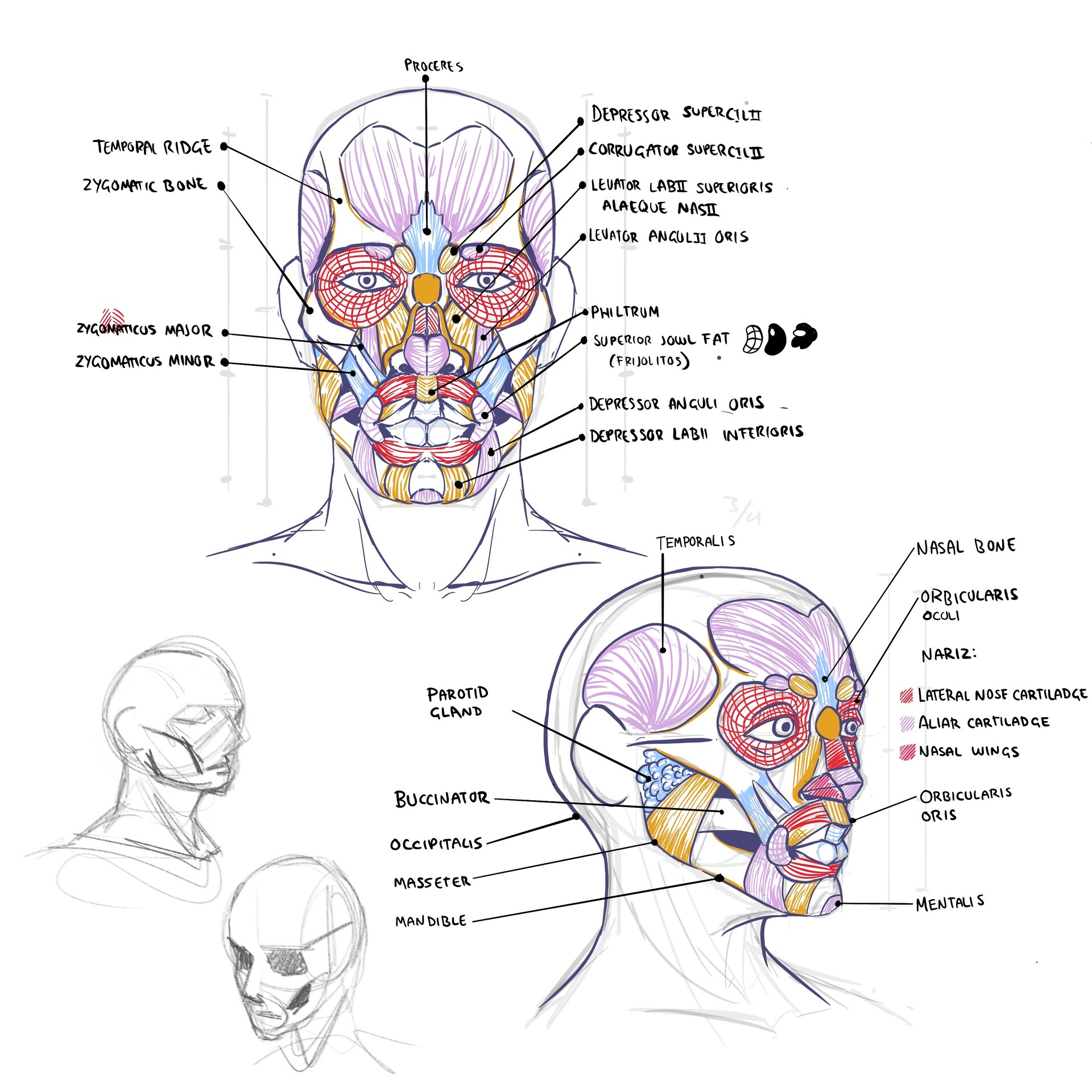 ArtStation - Face/head anatomy studies