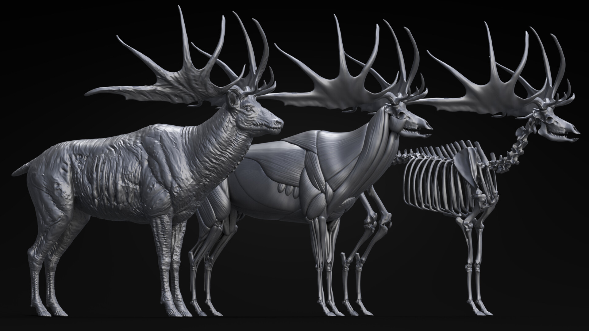 moose skeleton 3d