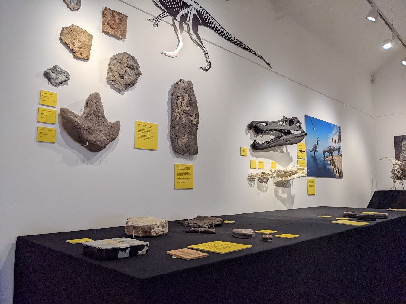 Oakyere - Baryonyx Skull