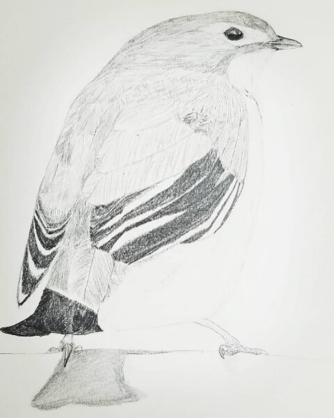 ArtStation - crazy bird