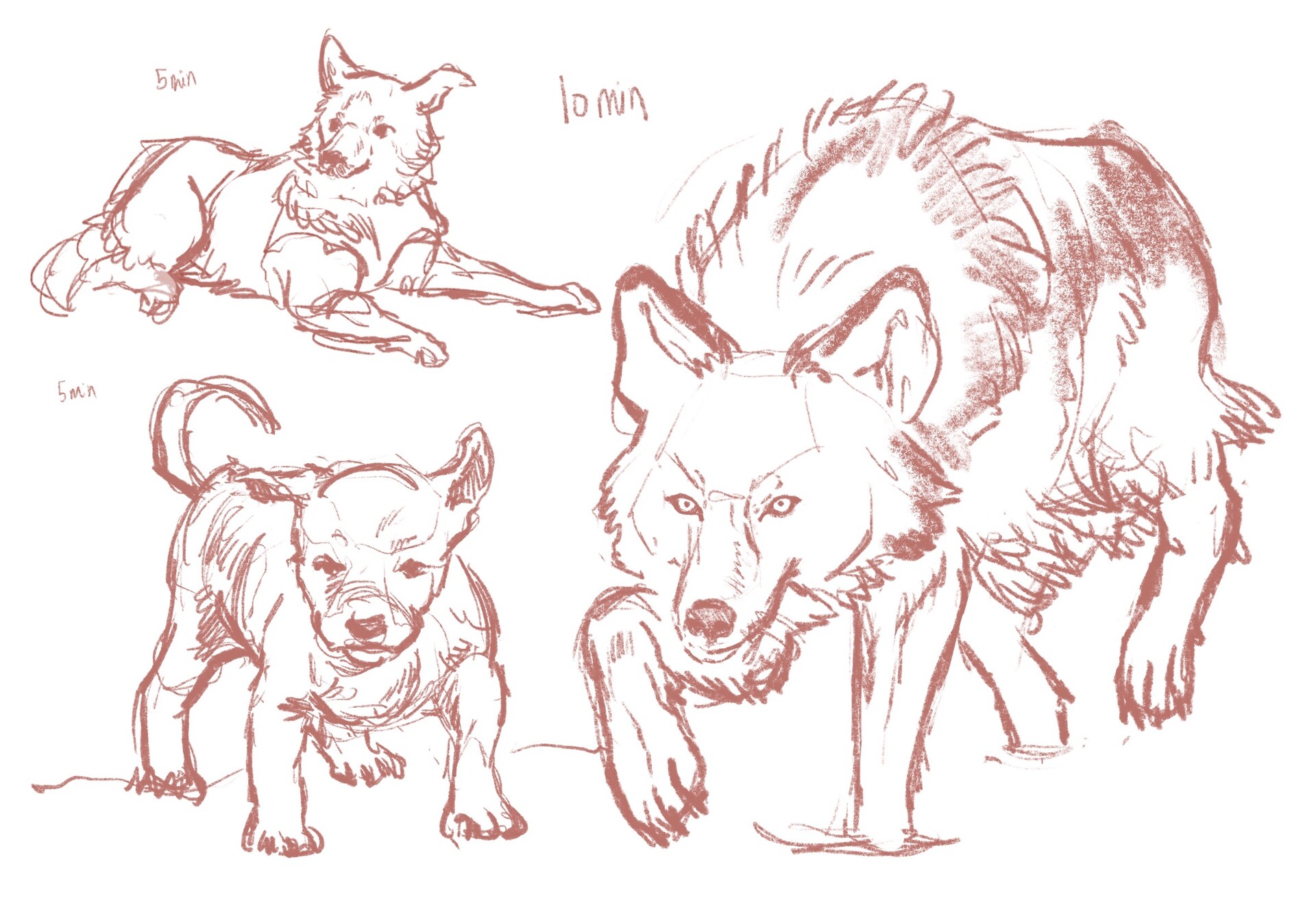 wolf laying down drawing reference