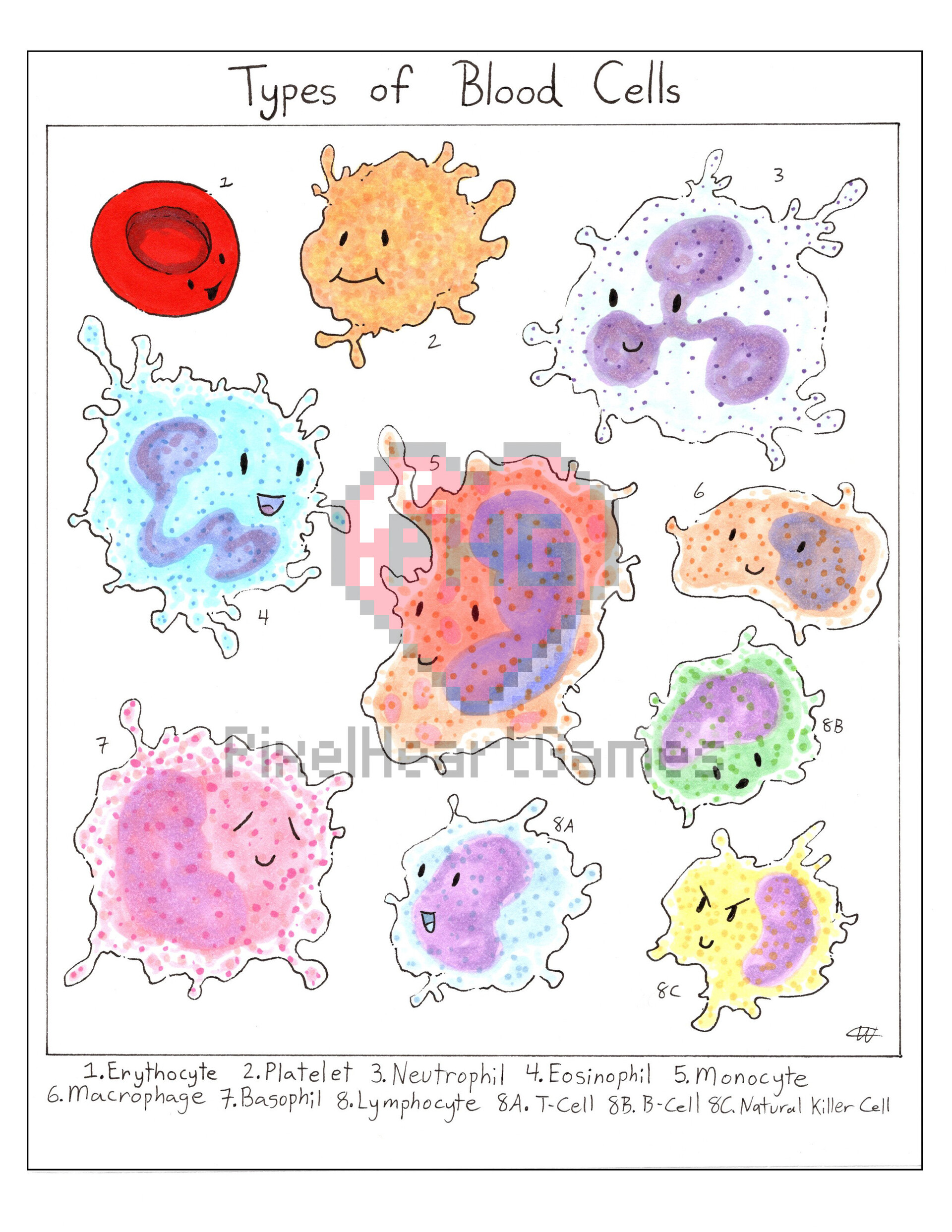 ArtStation - Types of Blood Cells