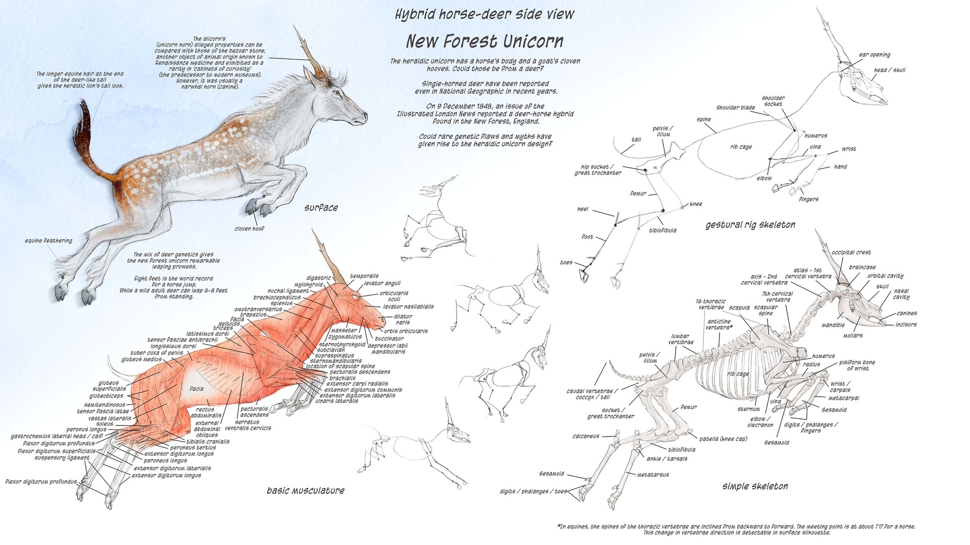 ArtStation - New Forest Unicorn