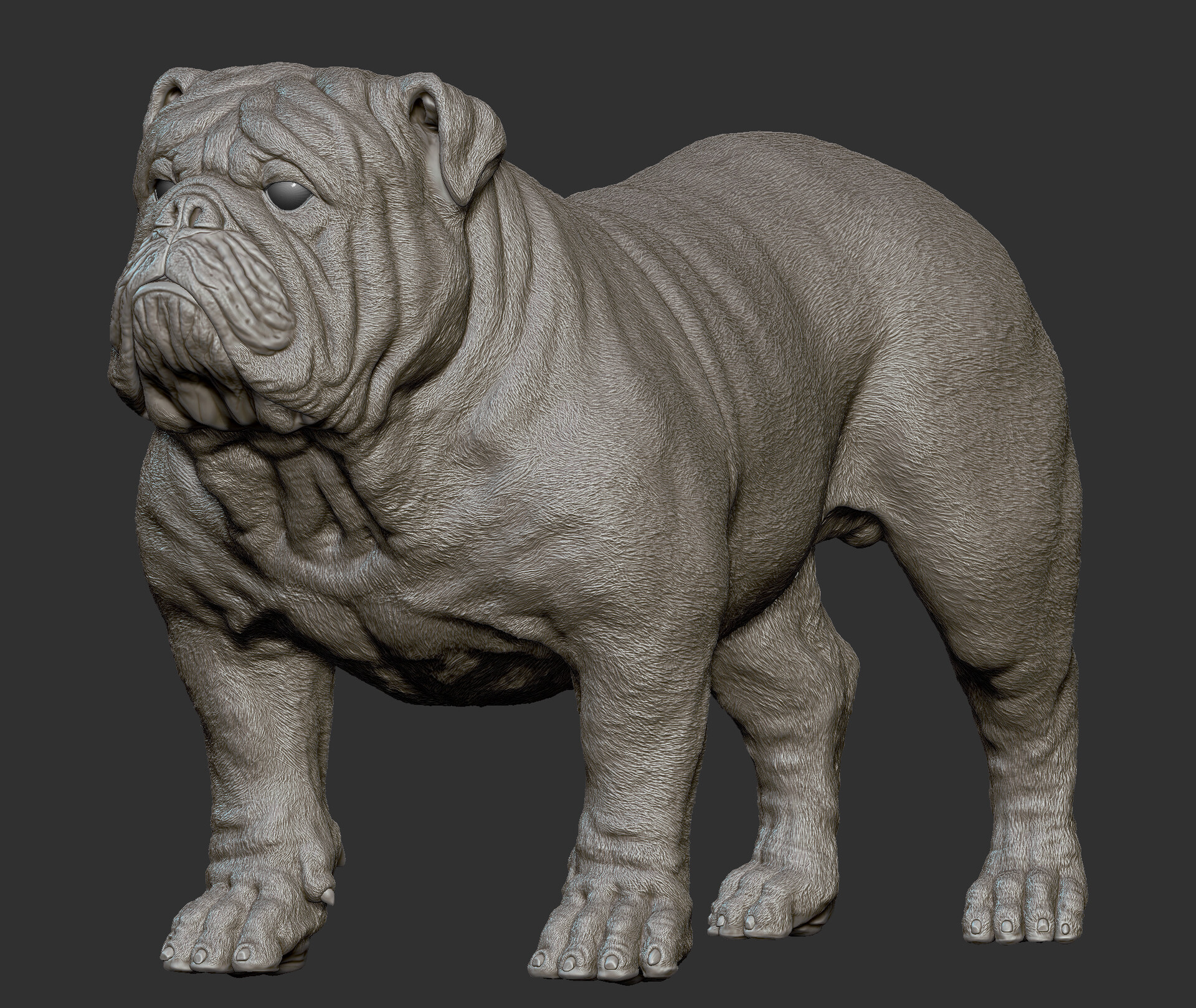 ArtStation - Englisg Bull Dog