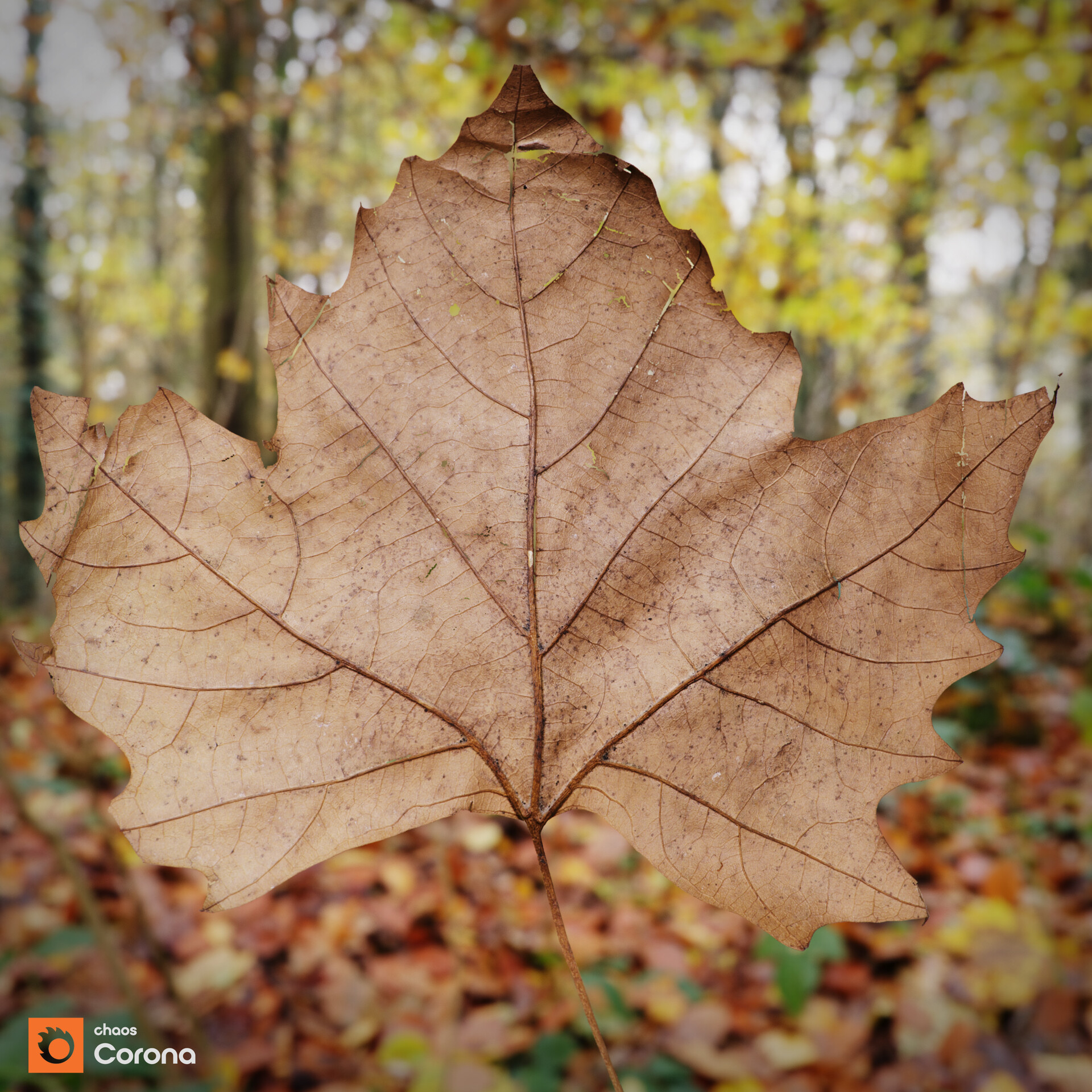 ArtStation - Corona Material Library - Leaves (Fall)