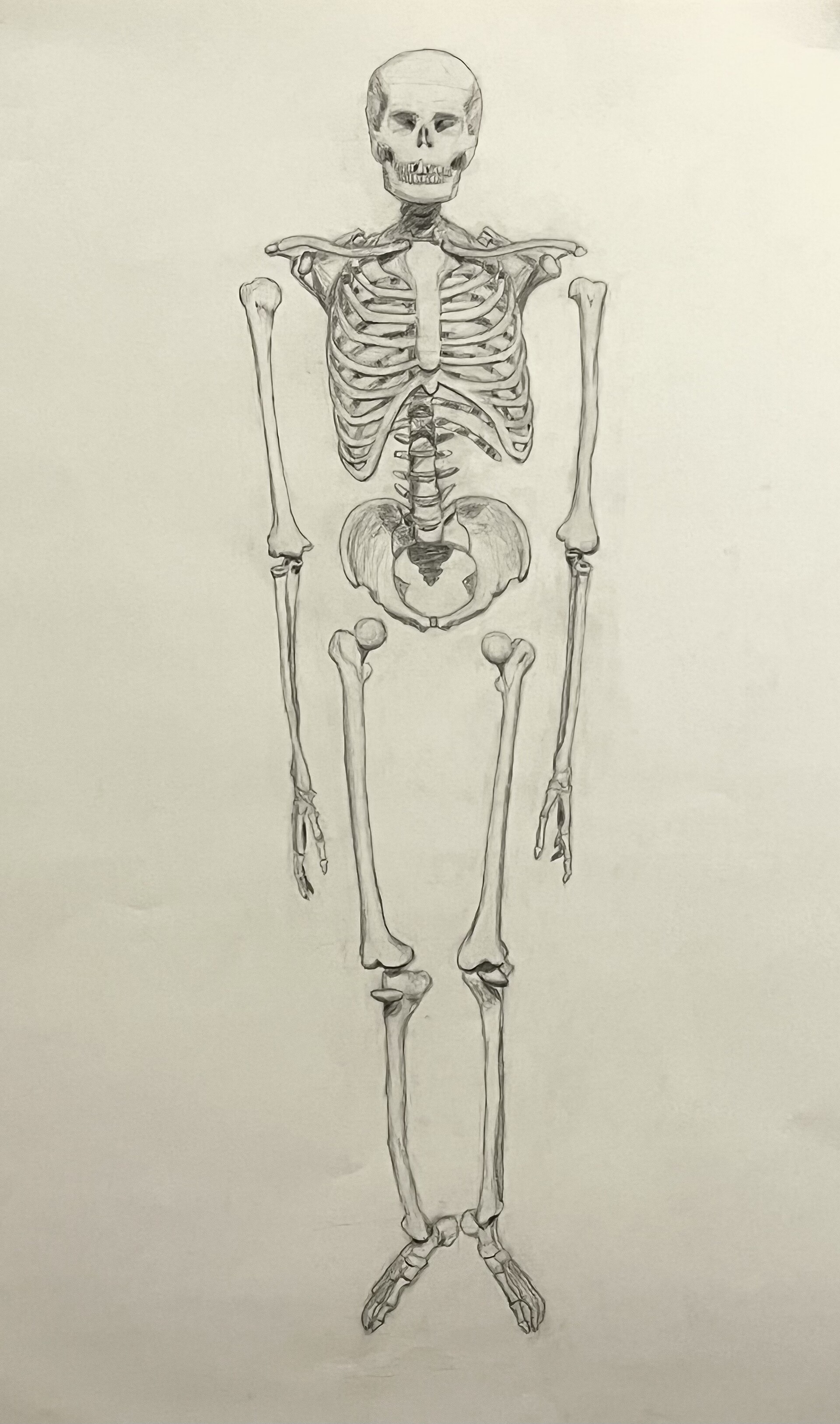 ArtStation - Skeleton Drawing