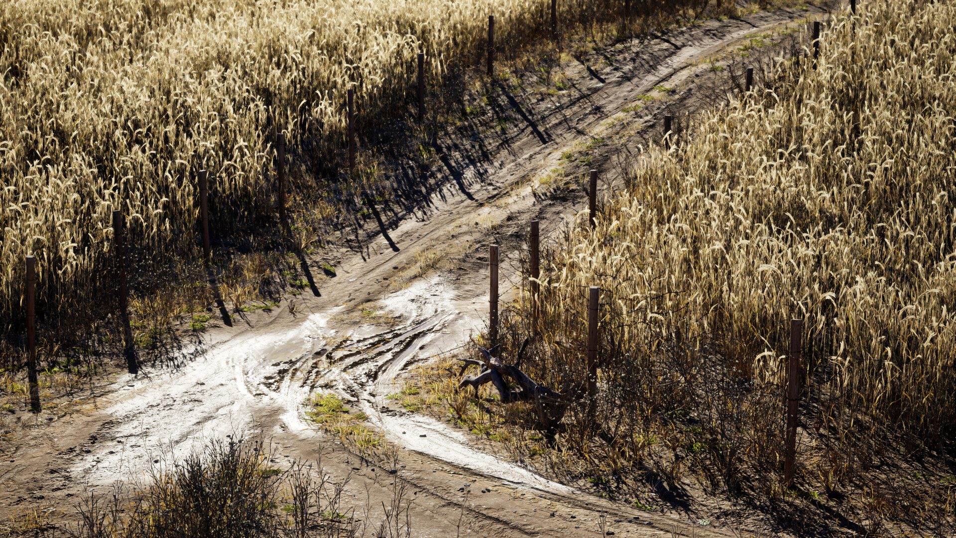 Mert Mimaroglu - Wheat Fields