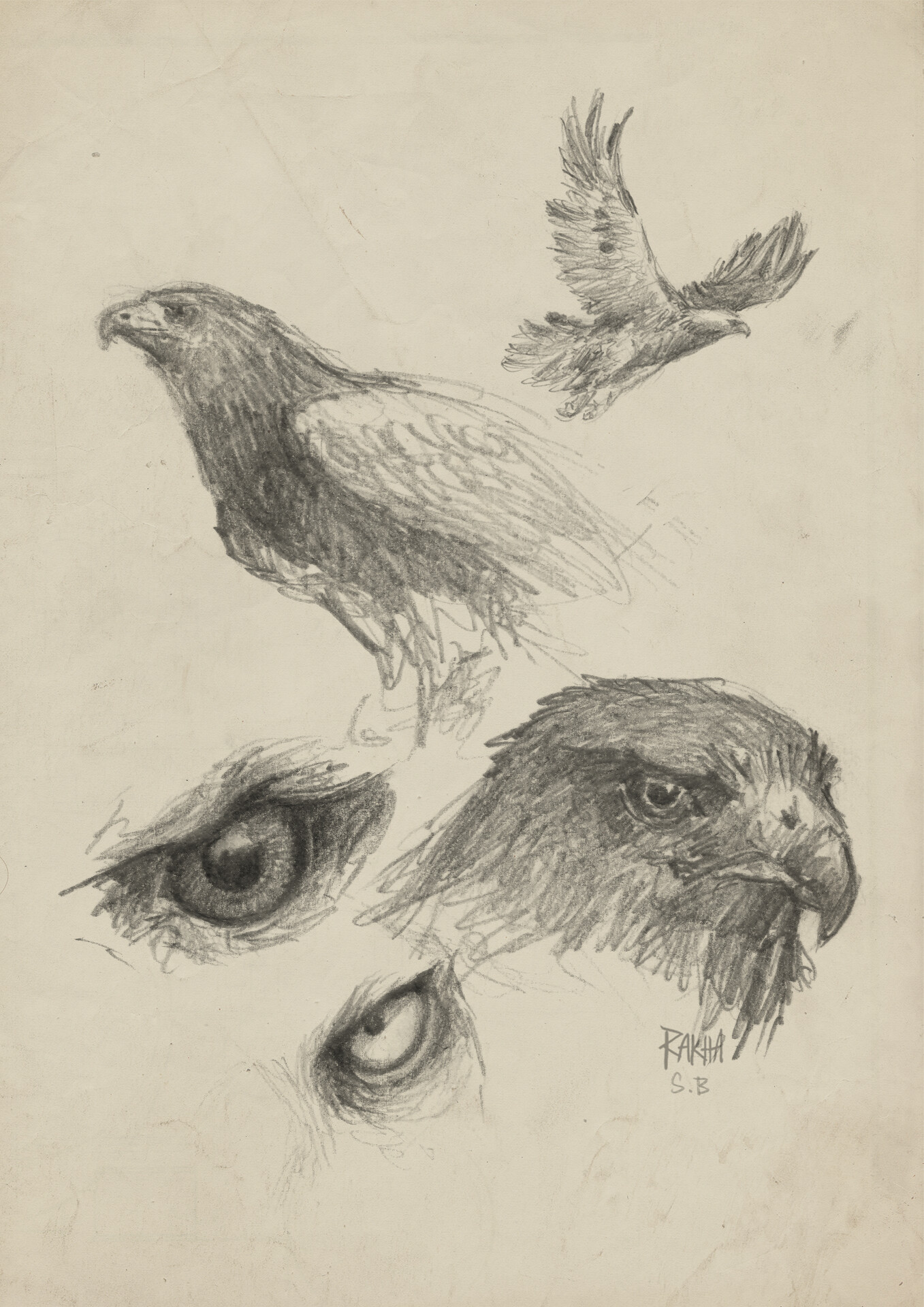 ArtStation - Hawk Studies
