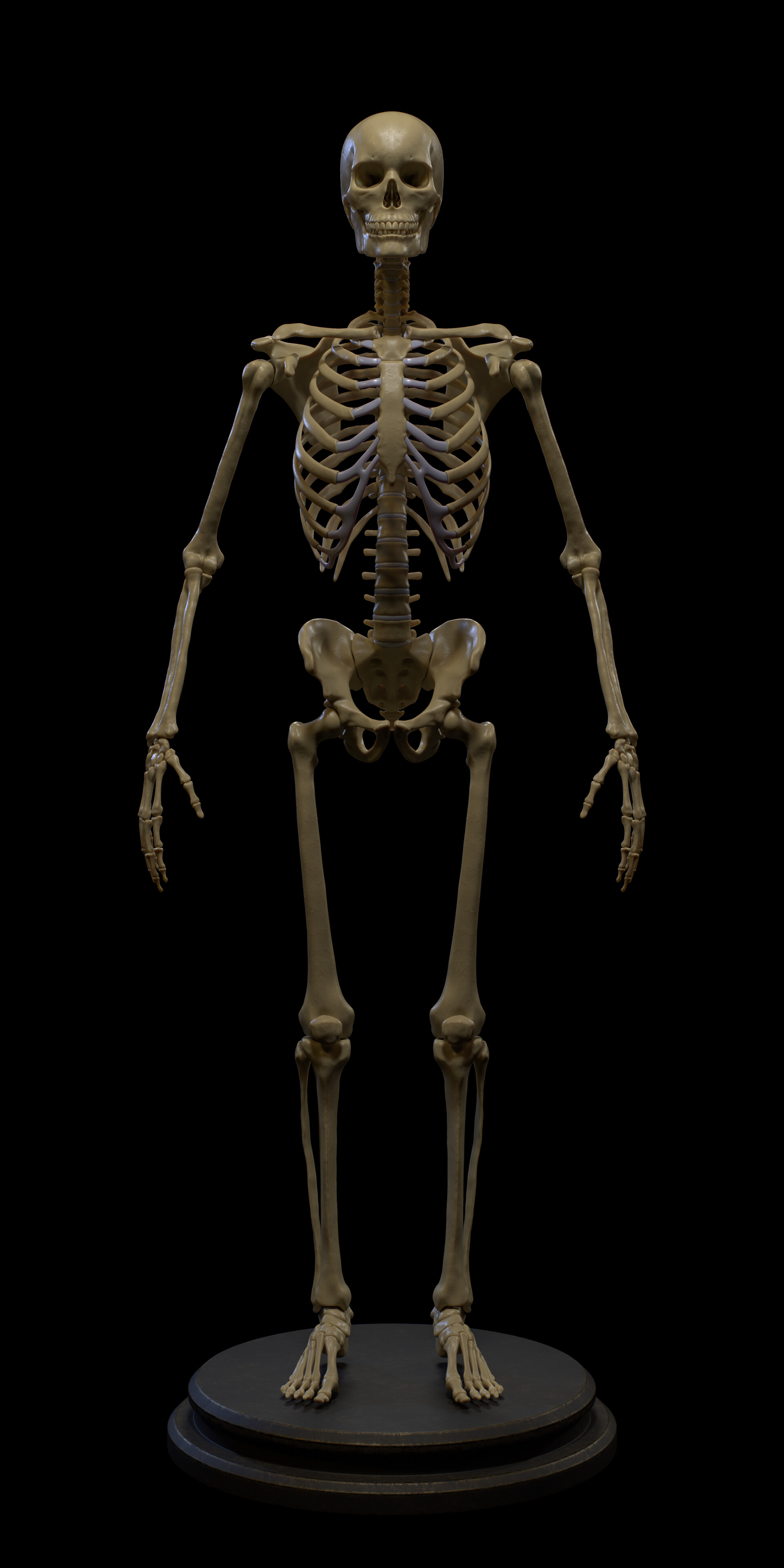 Mustafa Berke Güreltöl - Écorché - Anatomy Study