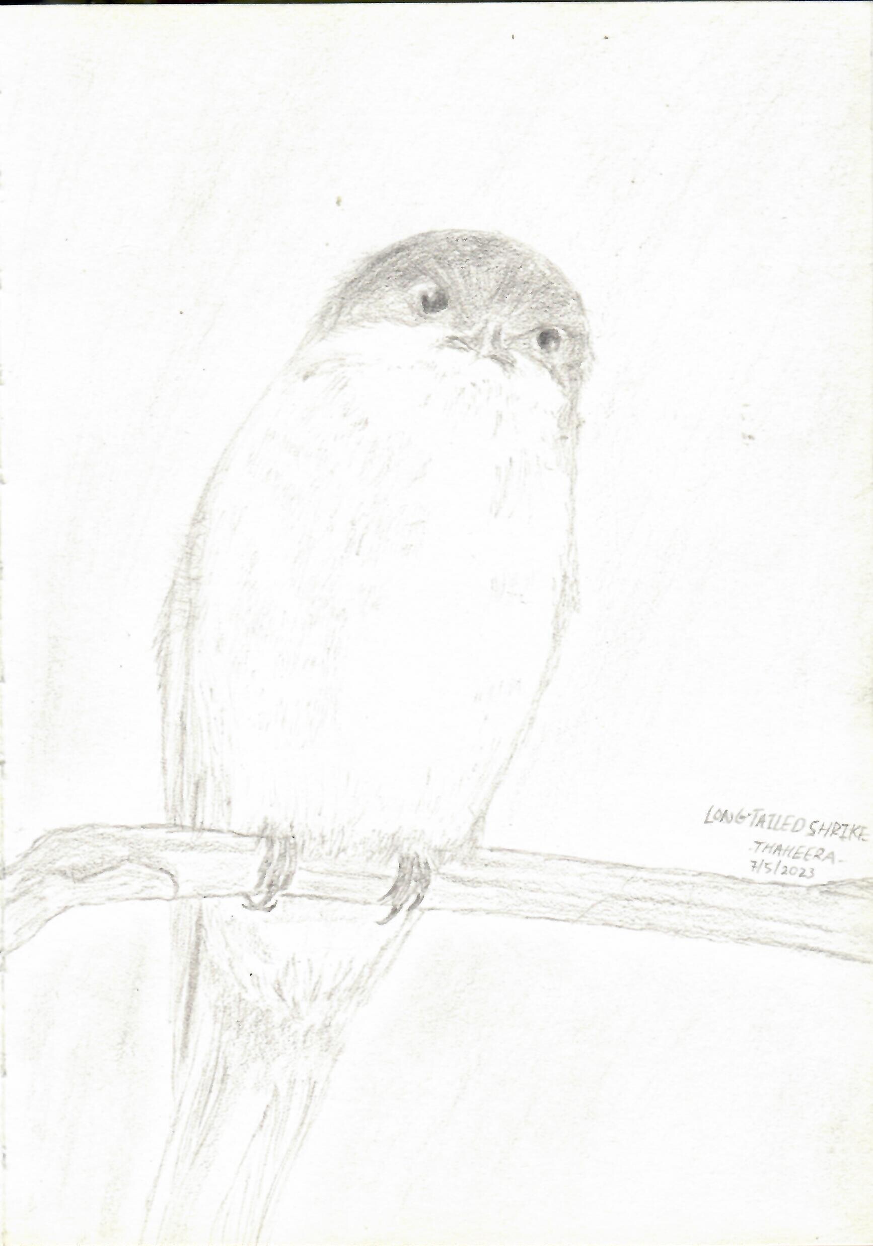ArtStation - Long Tailed Shrike