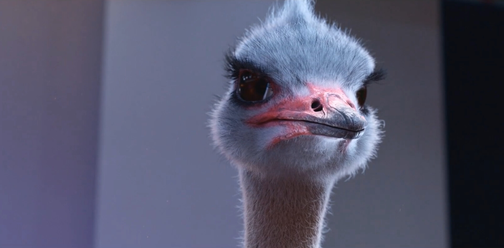 ArtStation - Ostrichs