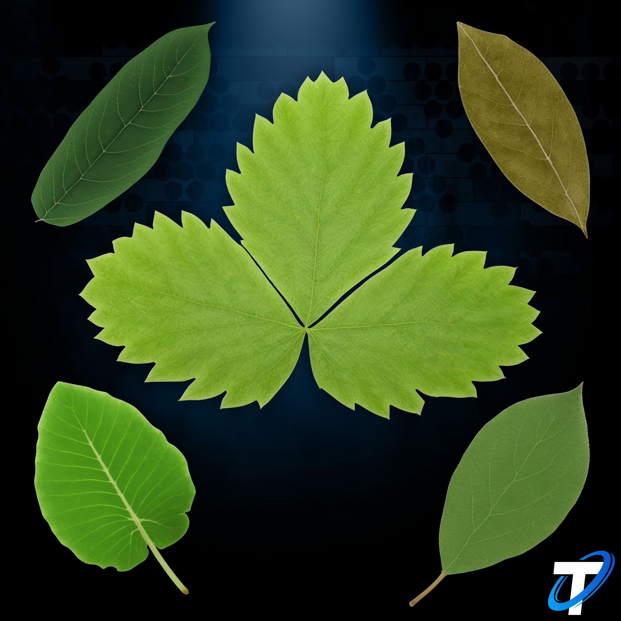 T - World - 50 Realistic Leaves - PBR Textures (MEGA Bundle) - Vol 2