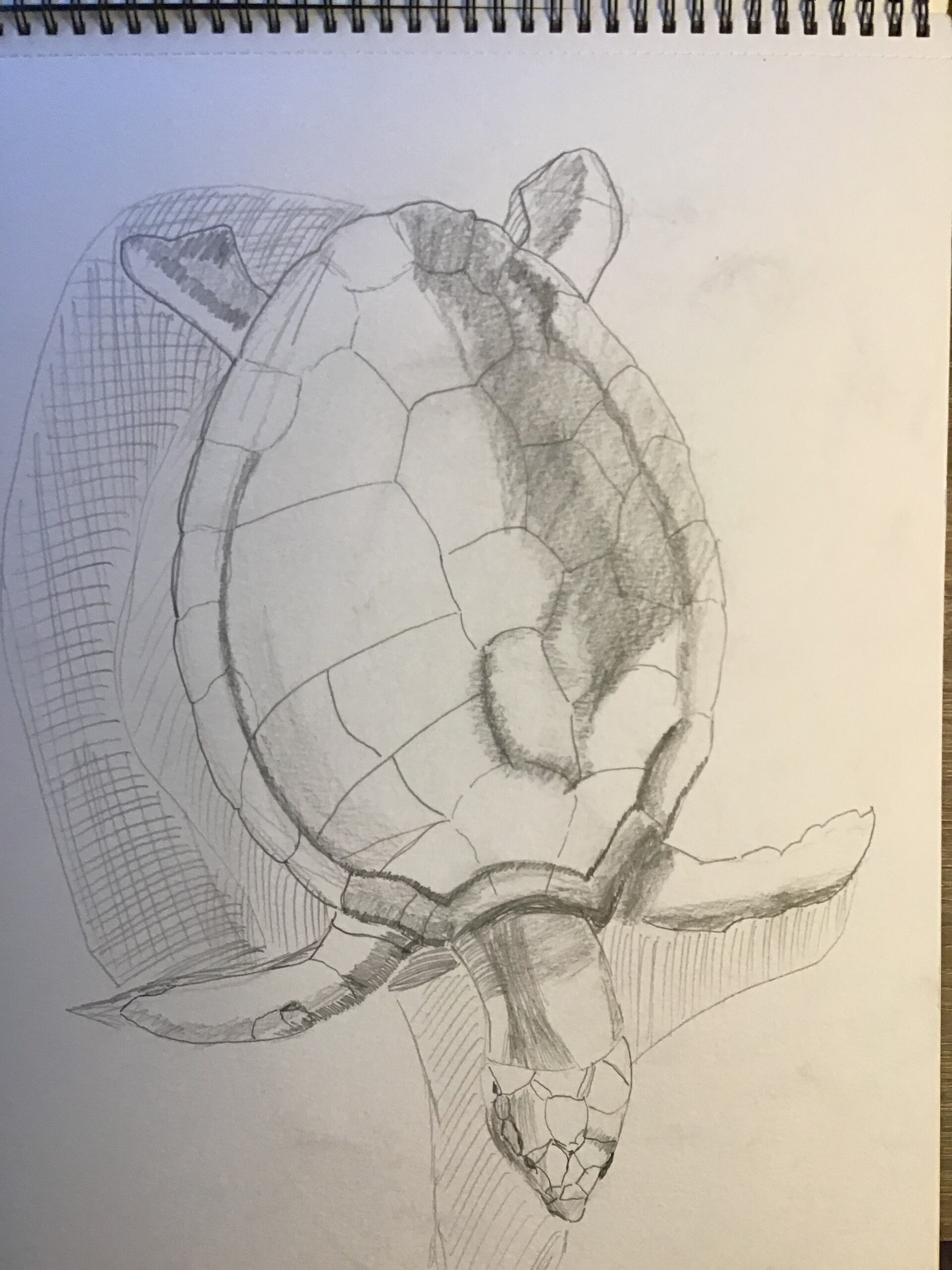 ArtStation - Ocean turtle, standard