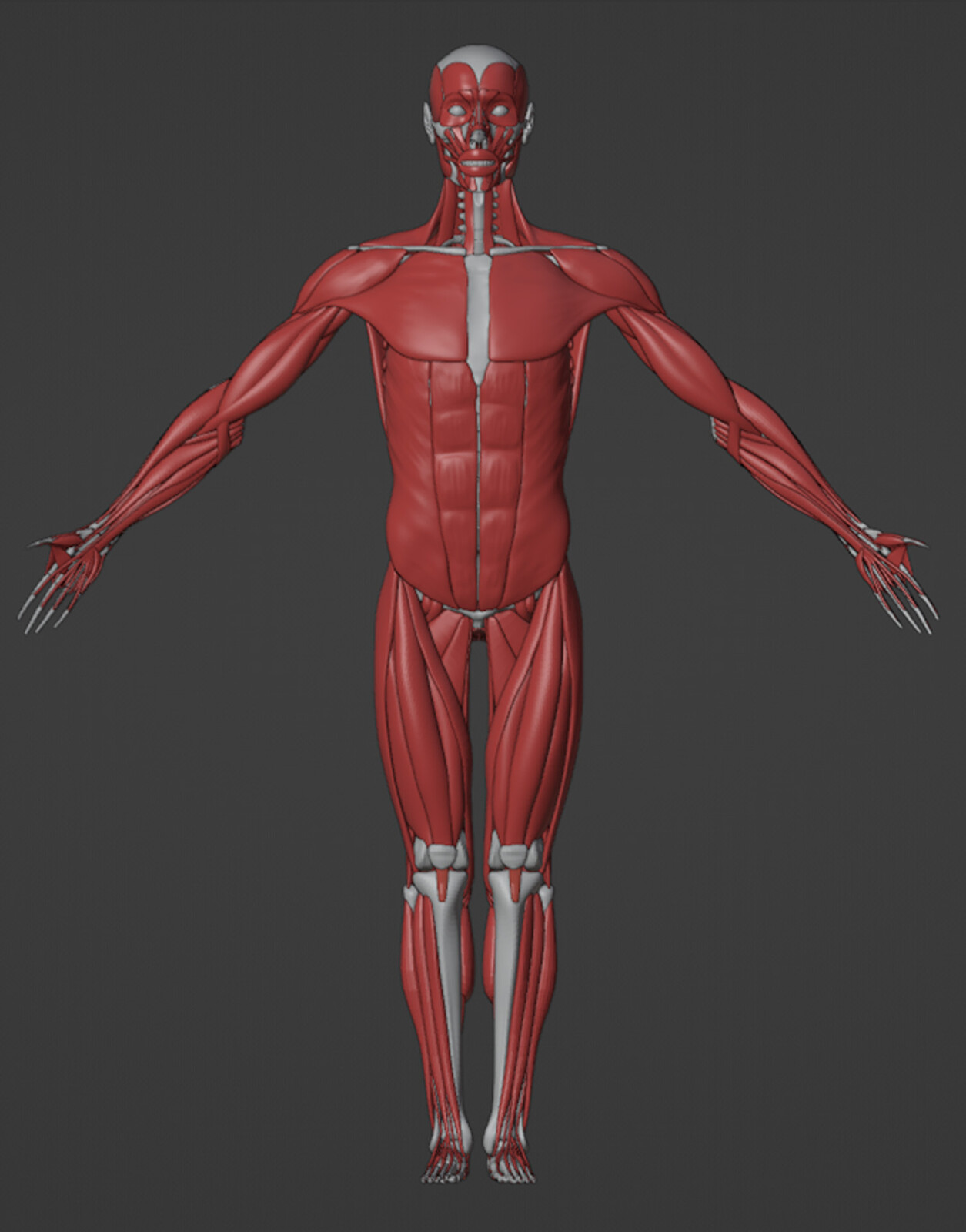Svetka Nova - Anatomy in 3d Blender