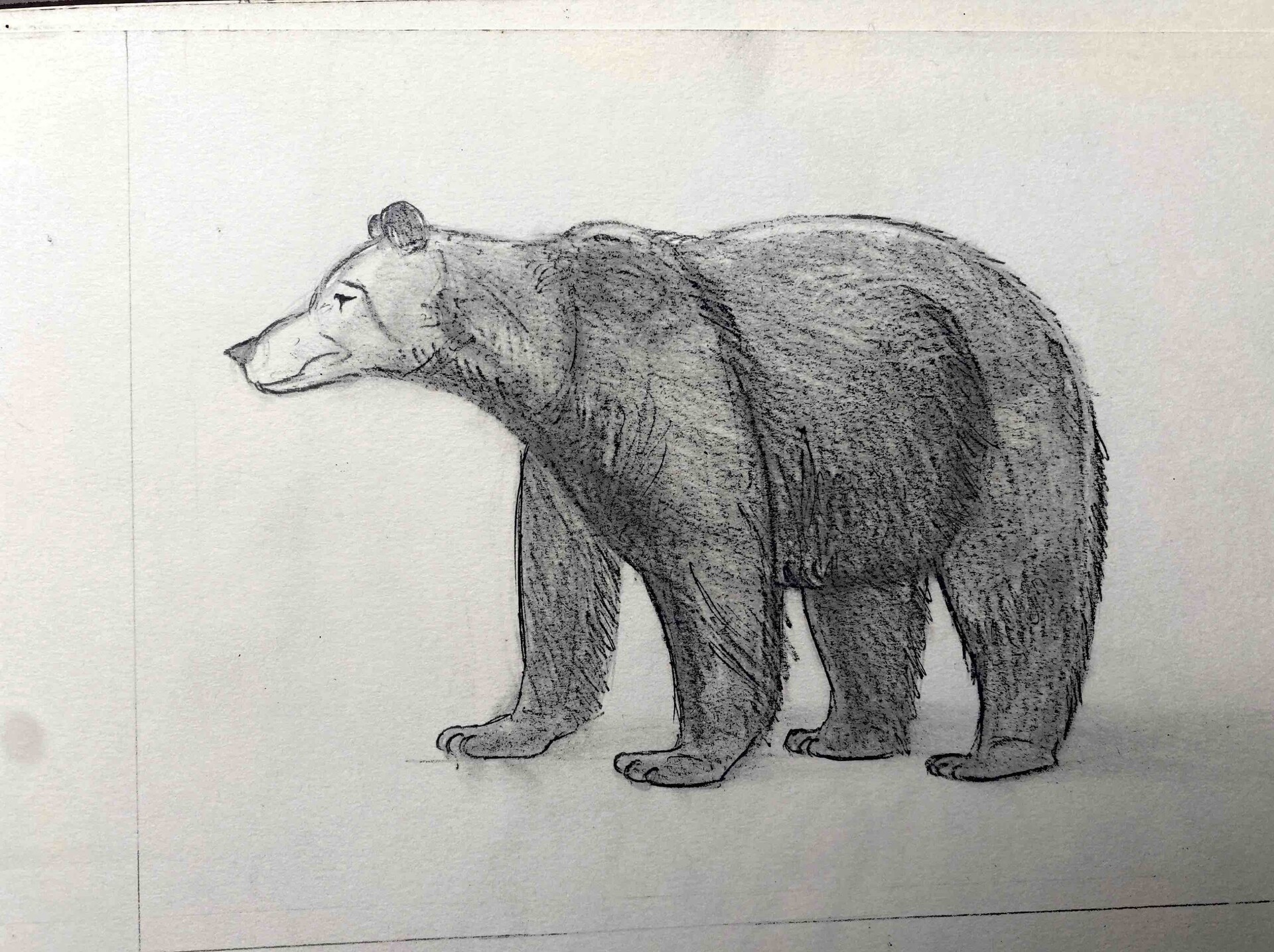 ArtStation - Wildlife animals drawing