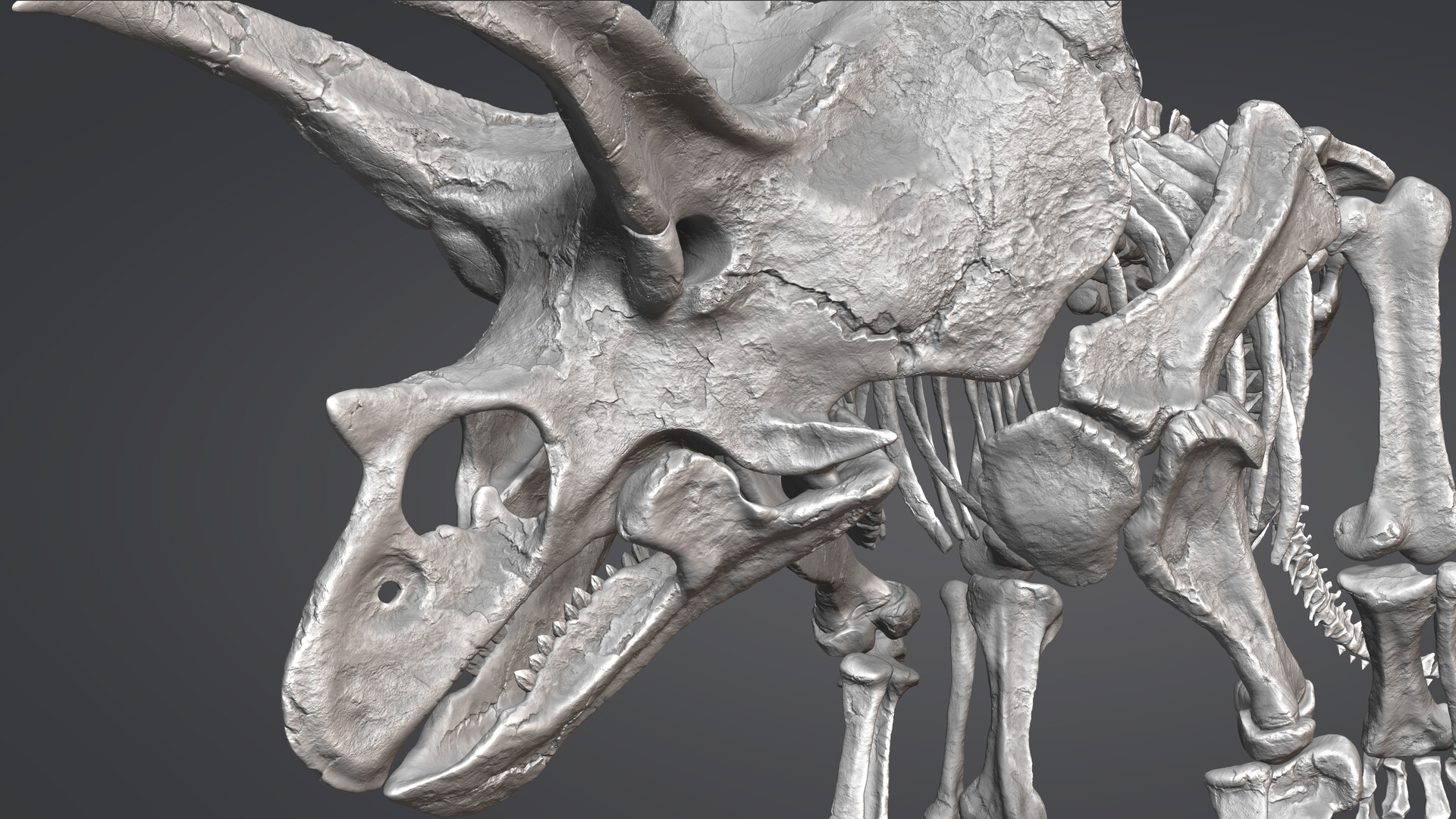 Cranio De Pentaceratopo