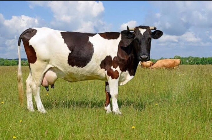 ArtStation - Jual Beli Sapi Berkualitas