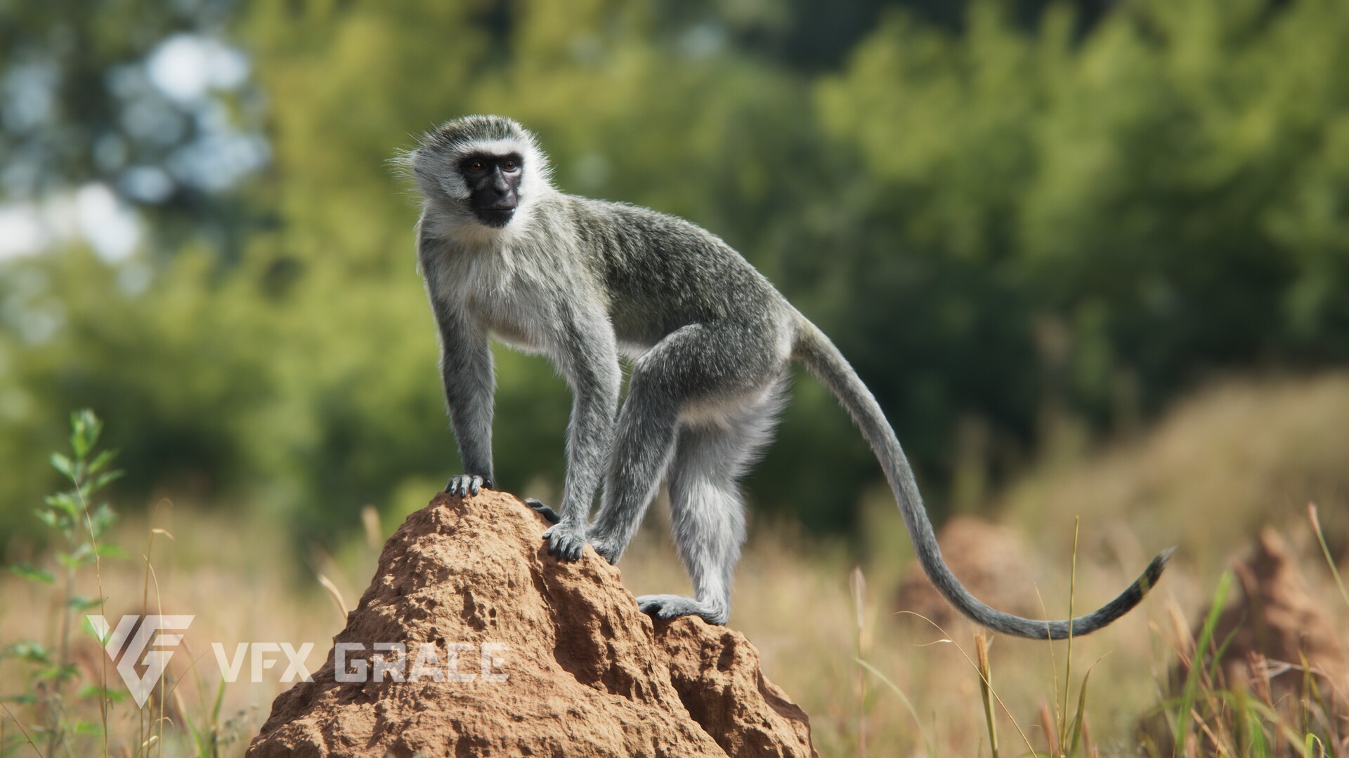 ArtStation - Vervet Monkey Animation