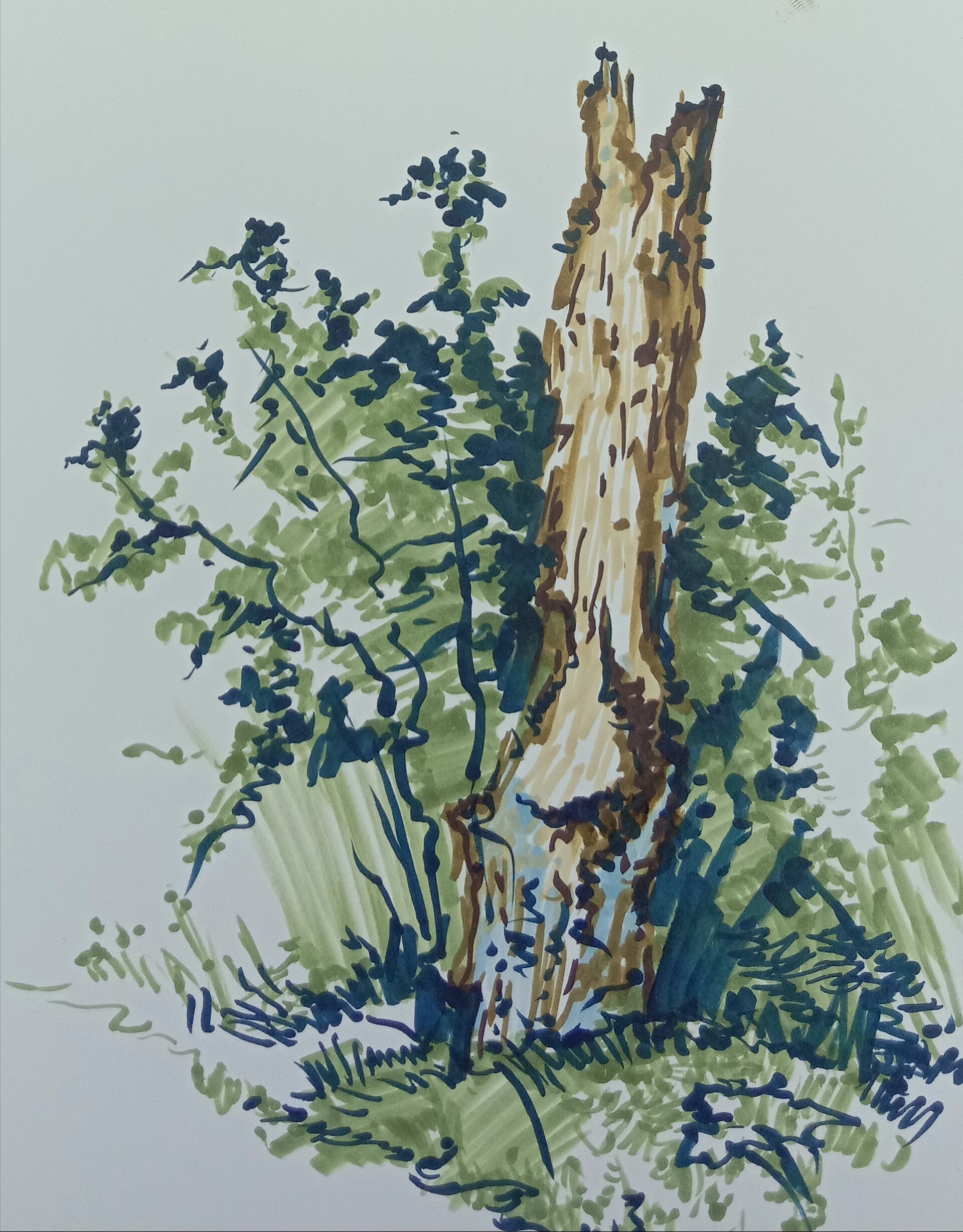 ArtStation - Forest drawings. hand graphics