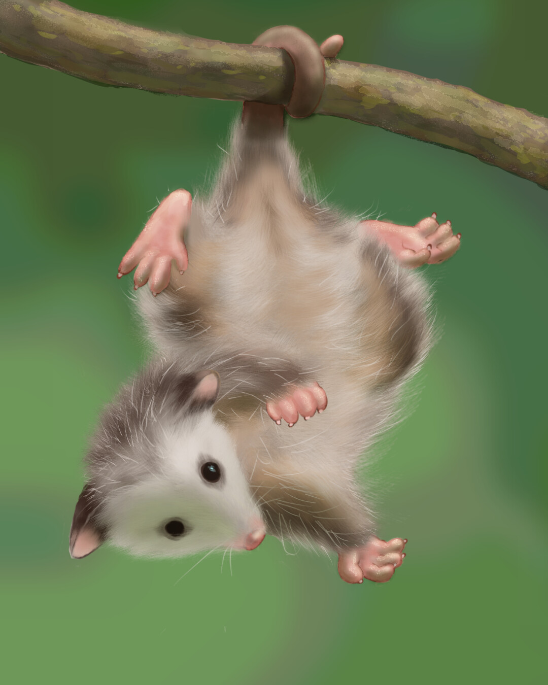 Baby Possum Hanging